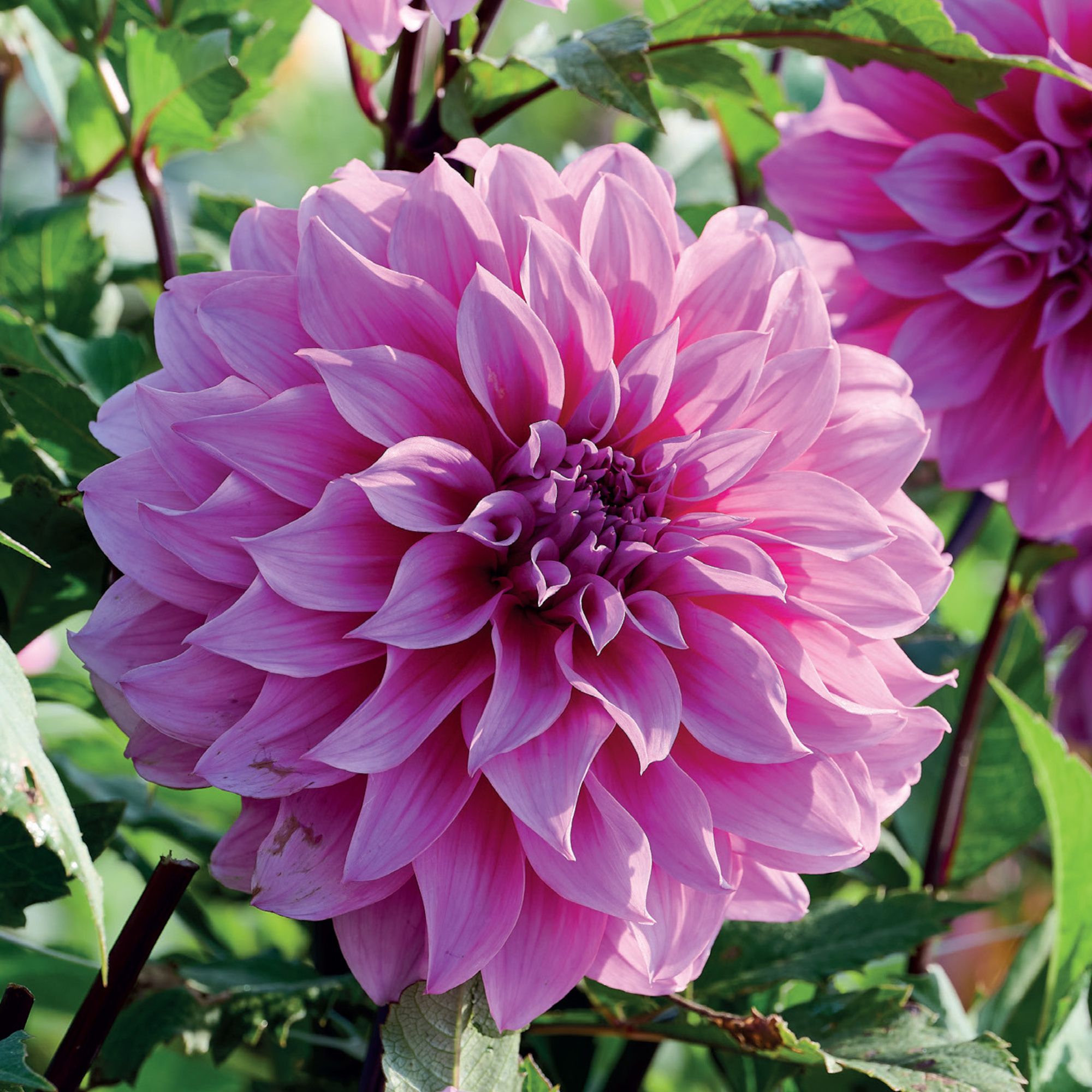 Verve Premium Dahlia Arthur Hambley Flower bulb