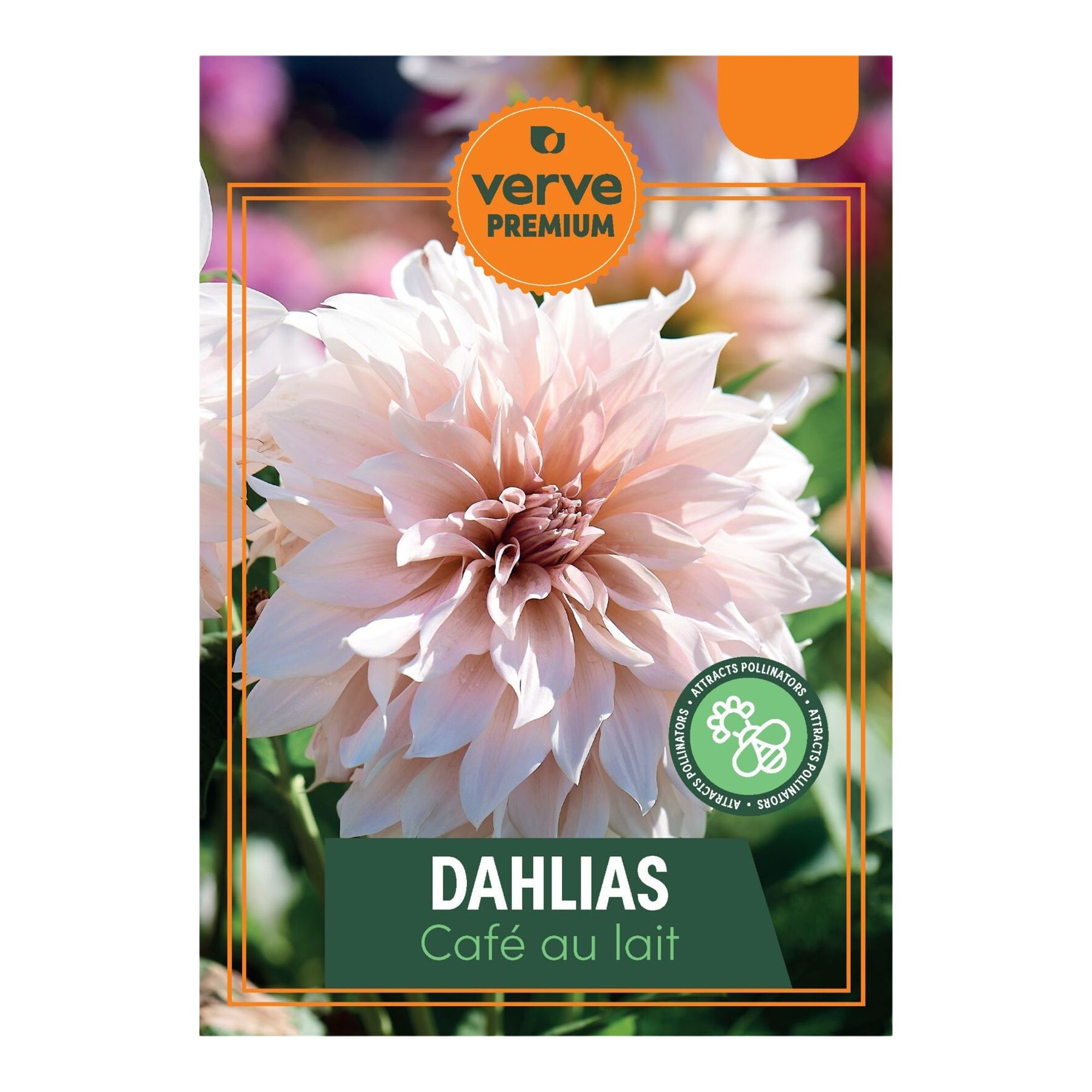 Verve Premium Dahlia Cafe Au Lait Flower bulb