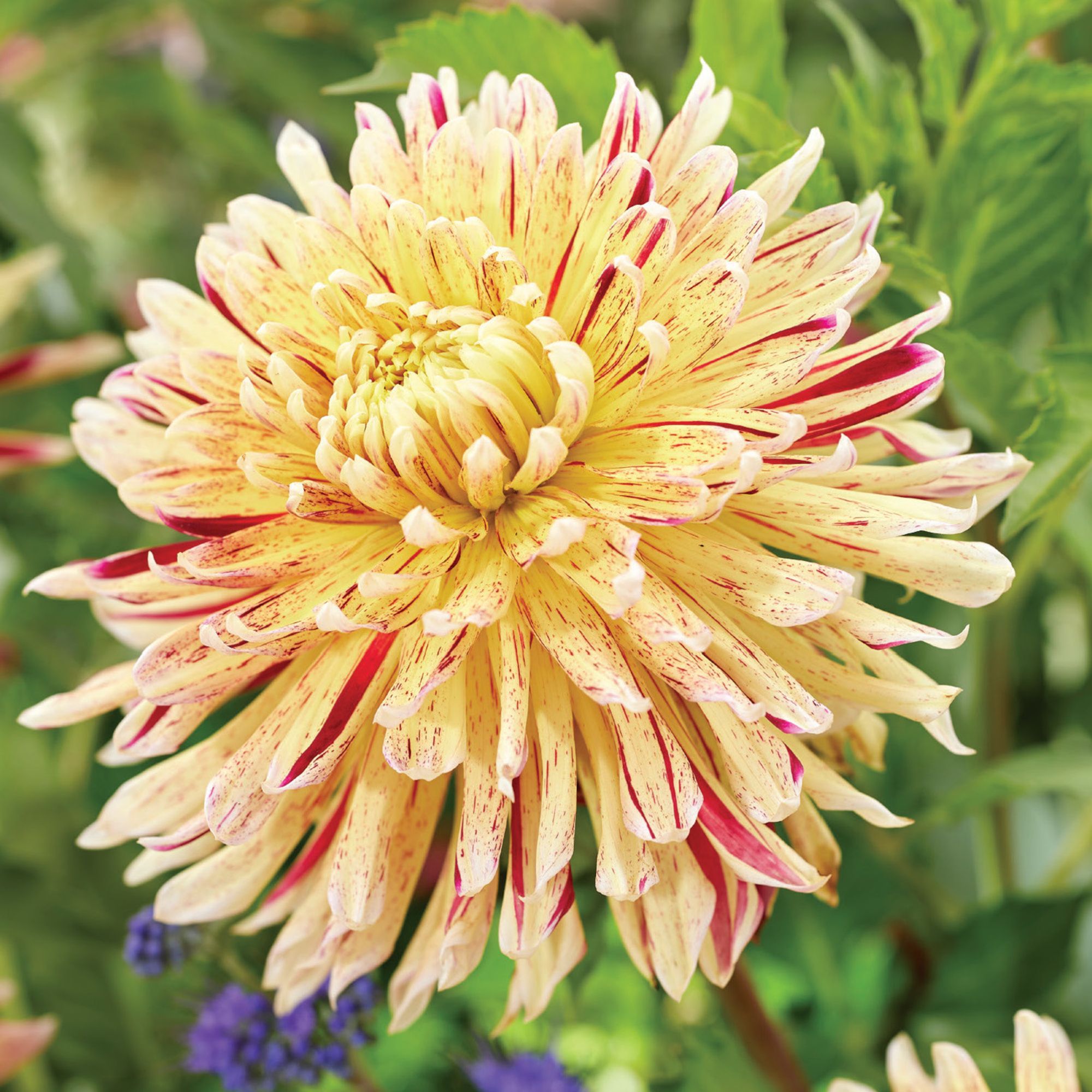 Verve Premium Dahlia Cambridge Flower bulb