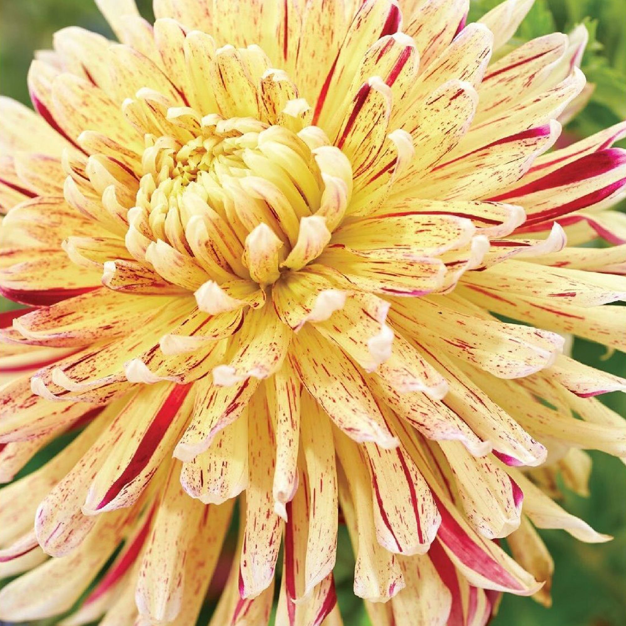 Verve Premium Dahlia Cambridge Flower bulb