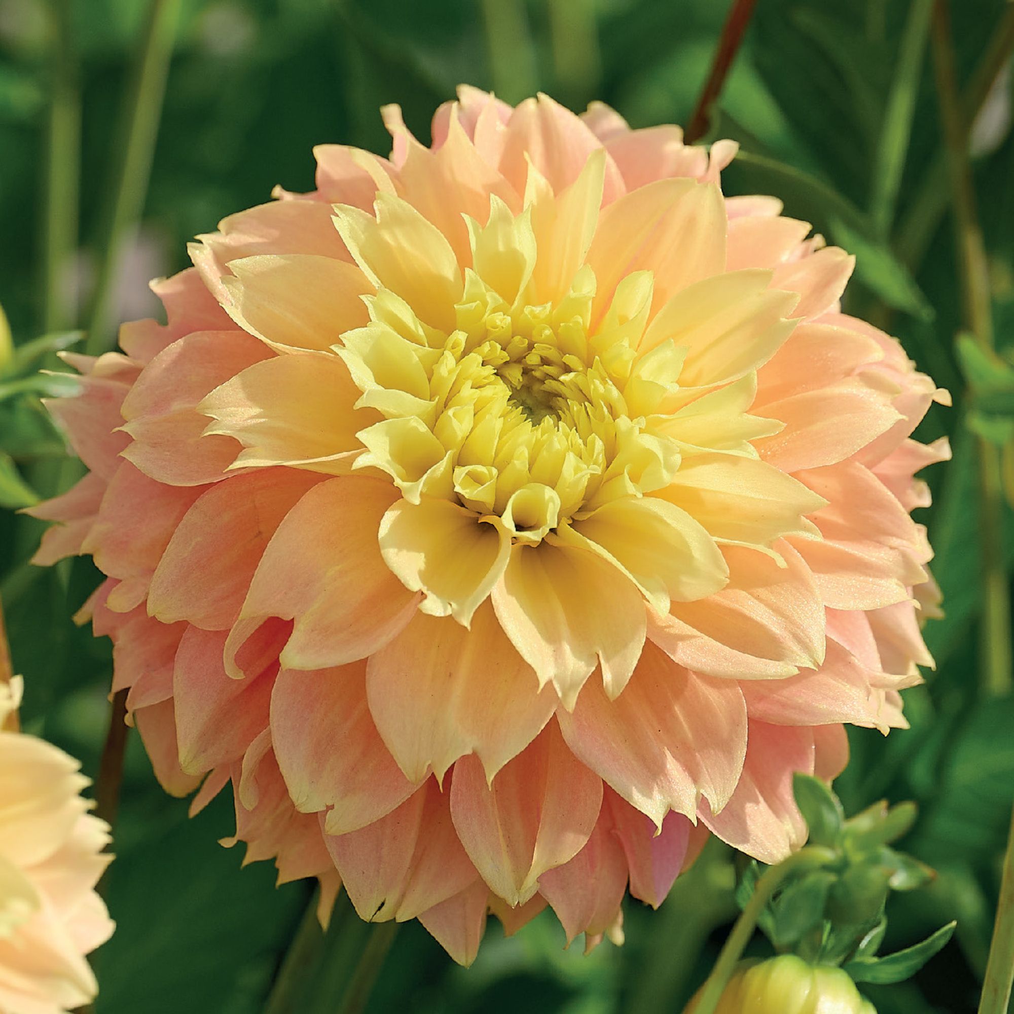 Verve Premium Dahlia Deep Impact Flower bulb