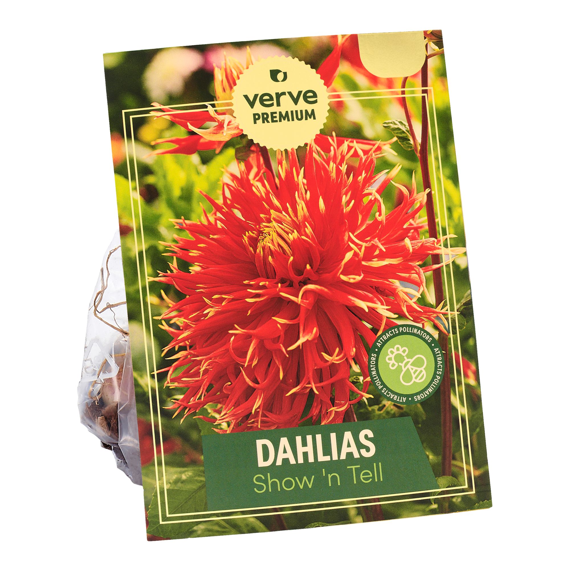 Verve Premium Dahlia Snow And Tell Flower bulb