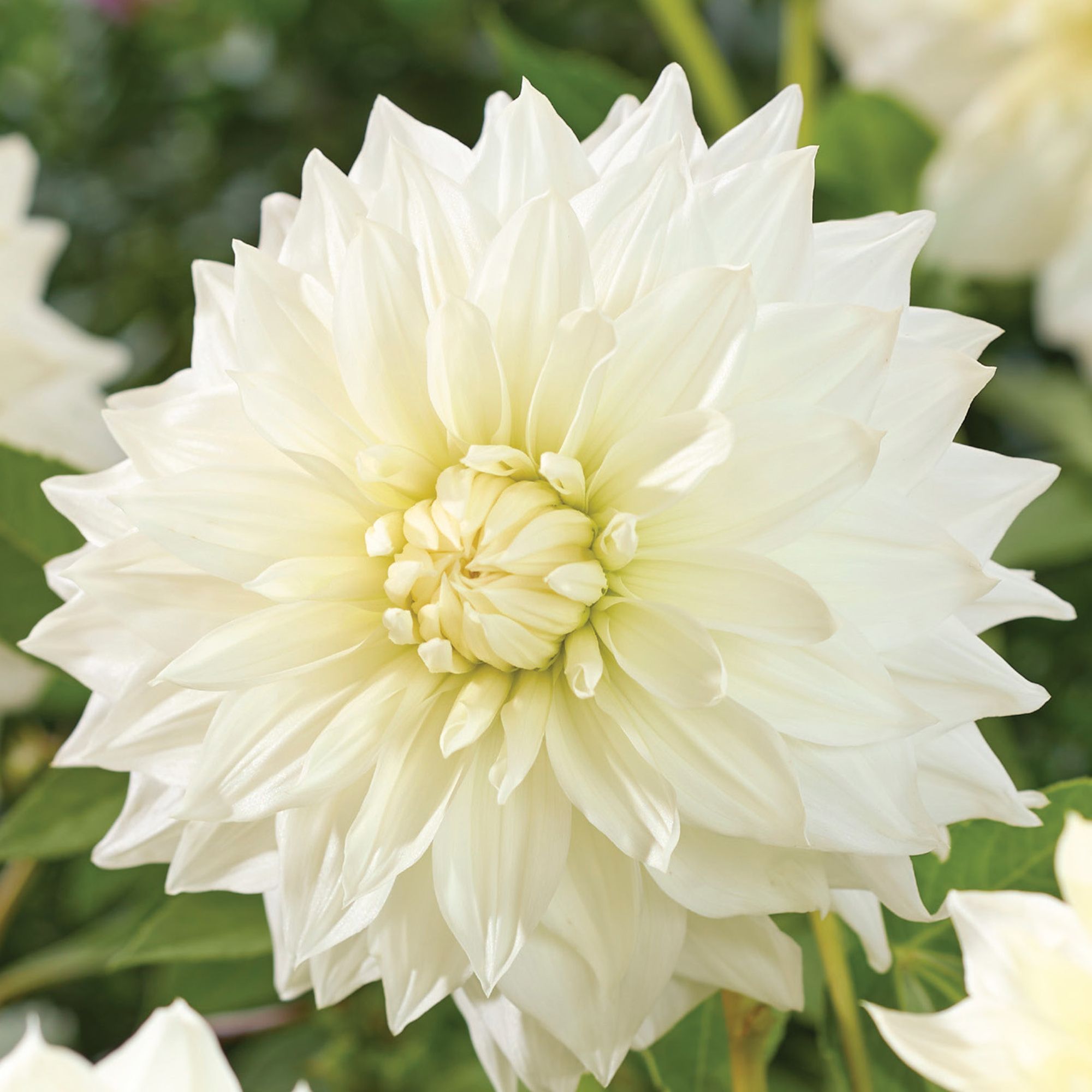 Verve Premium Dahlia Snowbound Flower bulb