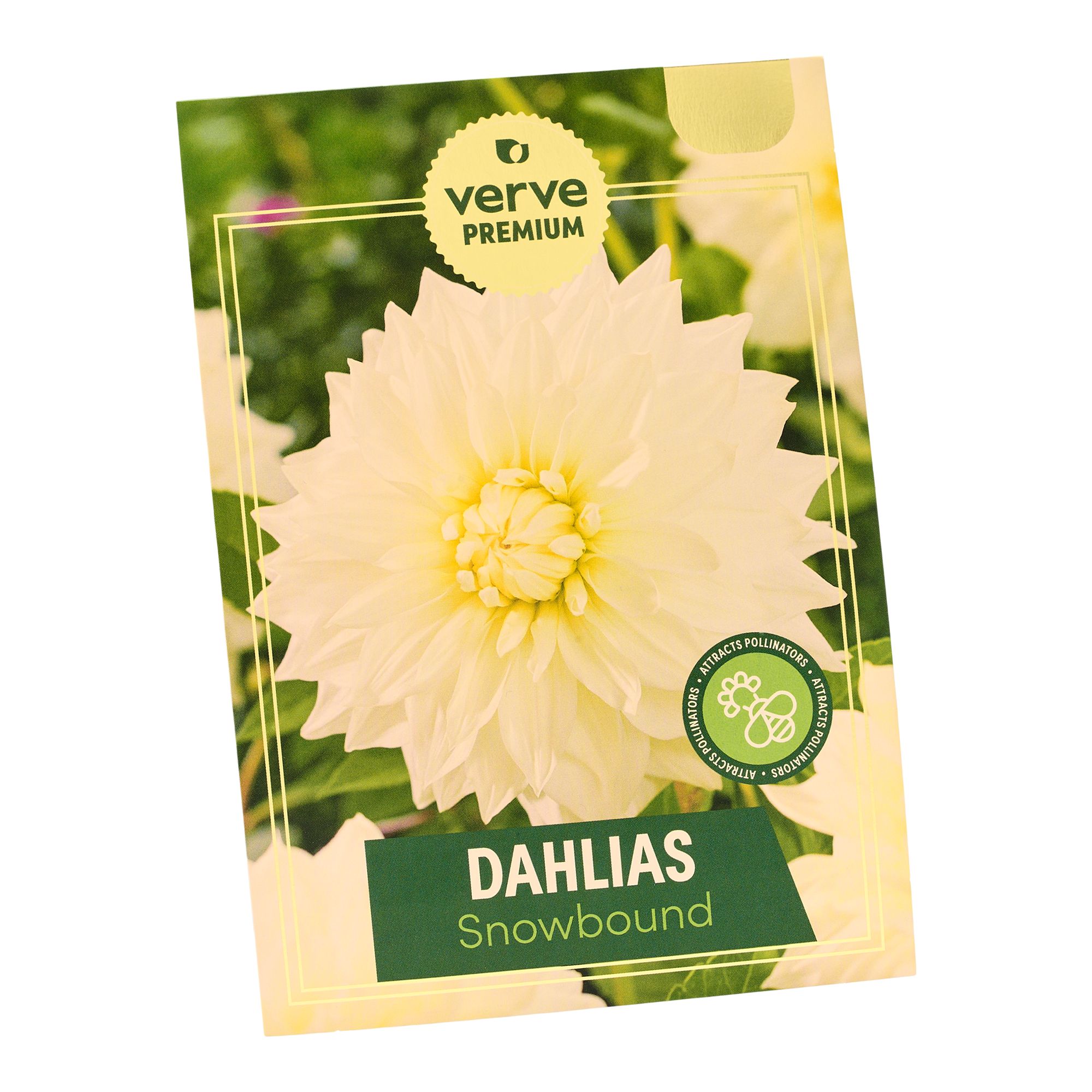 Verve Premium Dahlia Snowbound Flower bulb
