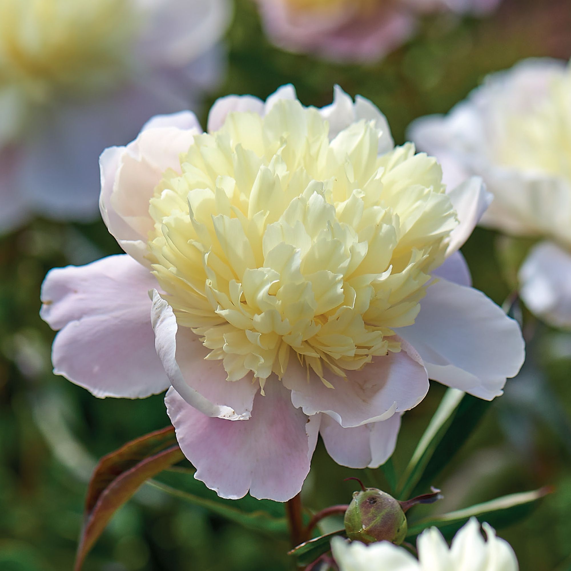 Verve Premium Paeonia lactiflora 'Primevère' Flower bulb