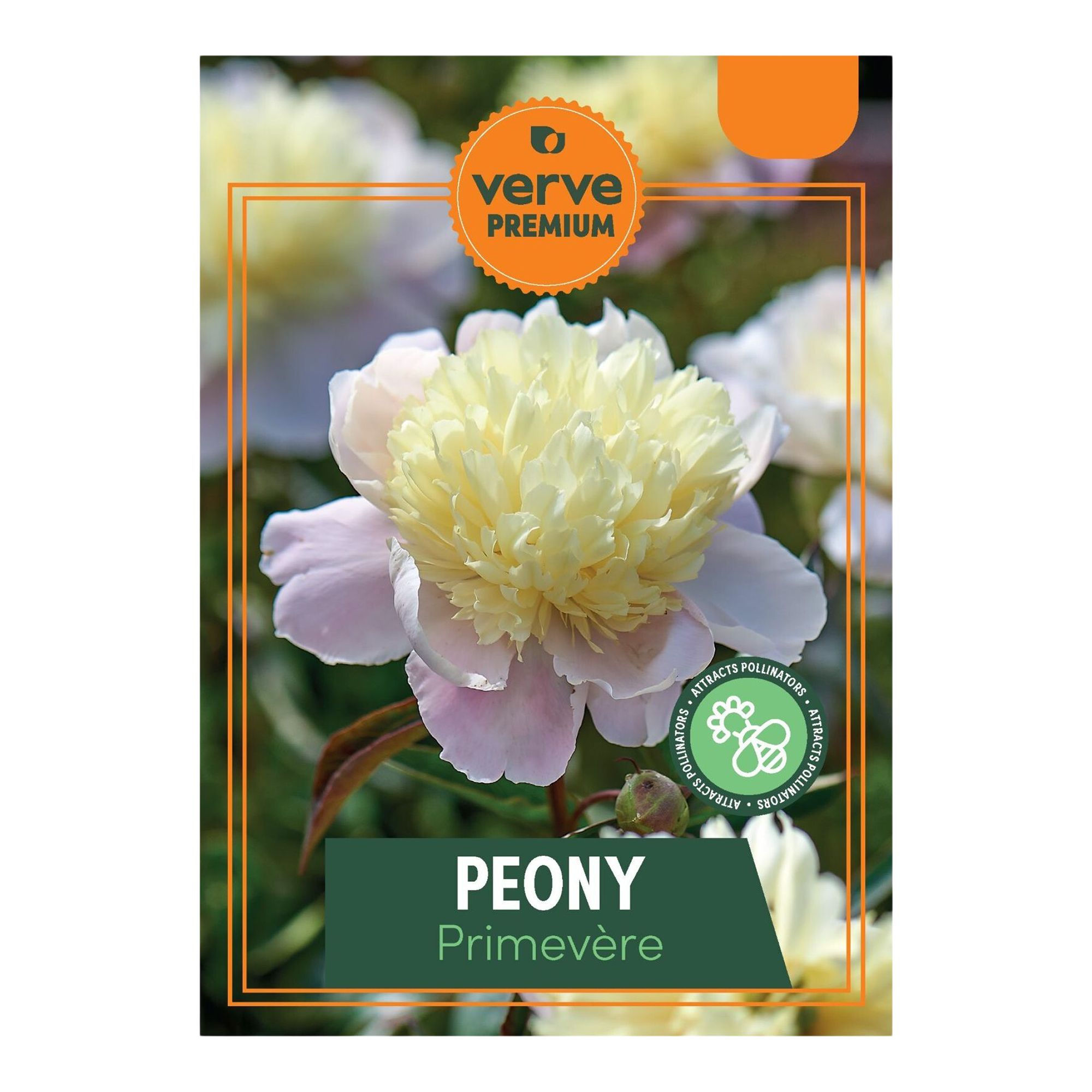 Verve Premium Paeonia lactiflora 'Primevère' Flower bulb