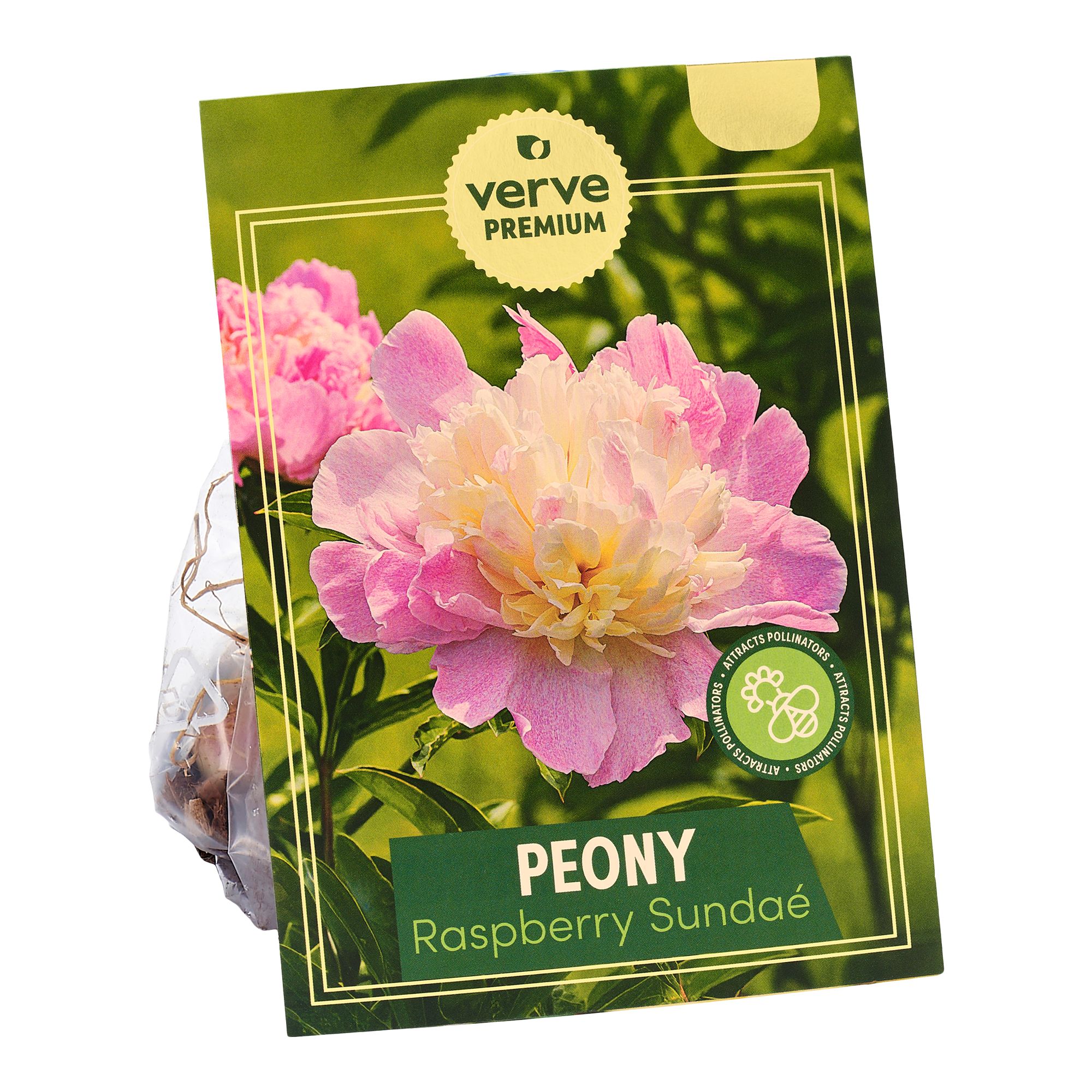 Verve Premium Peony Raspberry Sundae Flower bulb