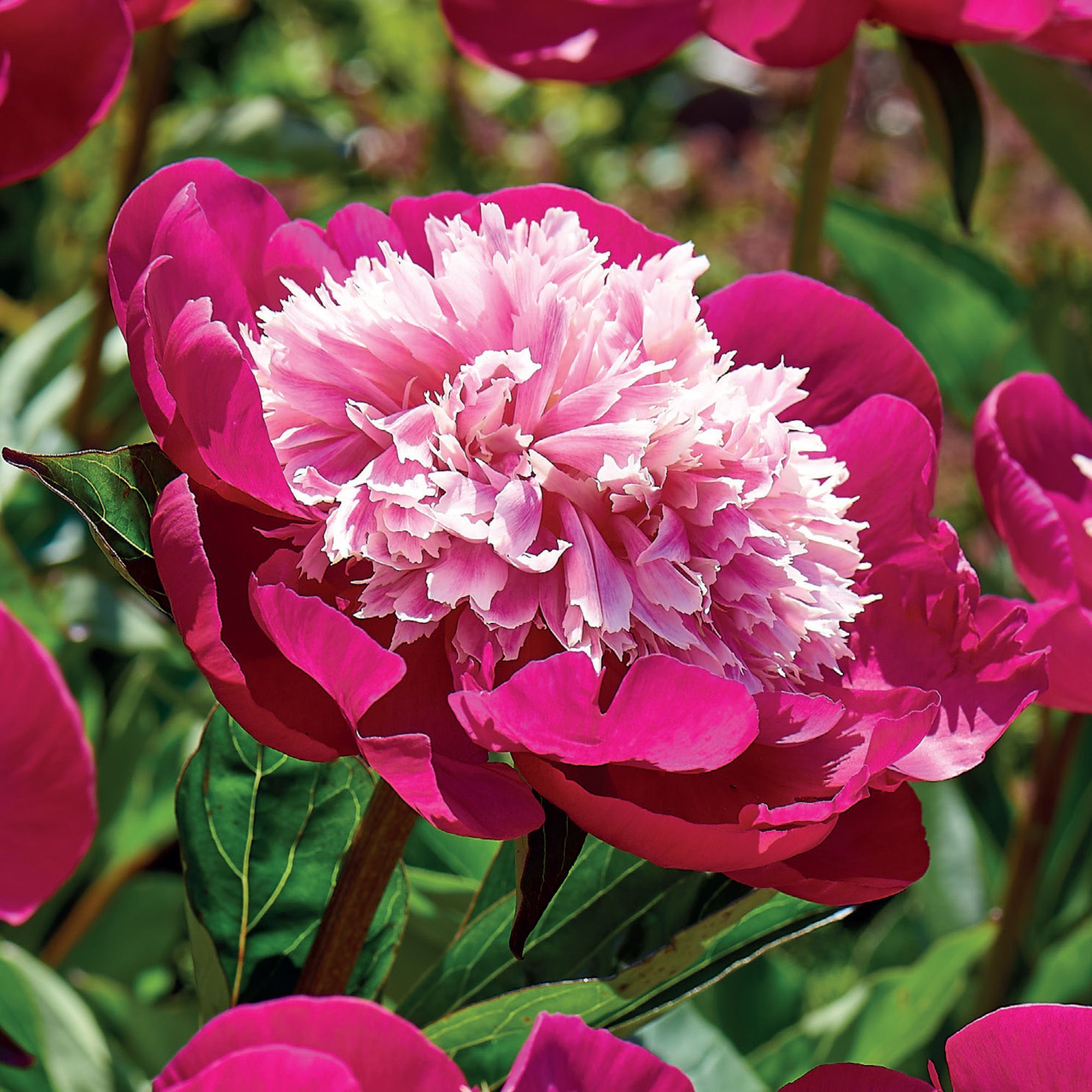 Verve Premium Peony White Cap Flower bulb