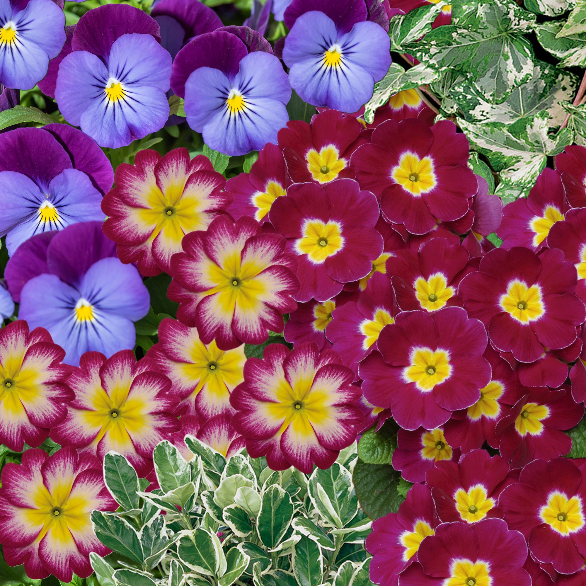Verve Purple Spring Assorted plant Planted hanging basket
