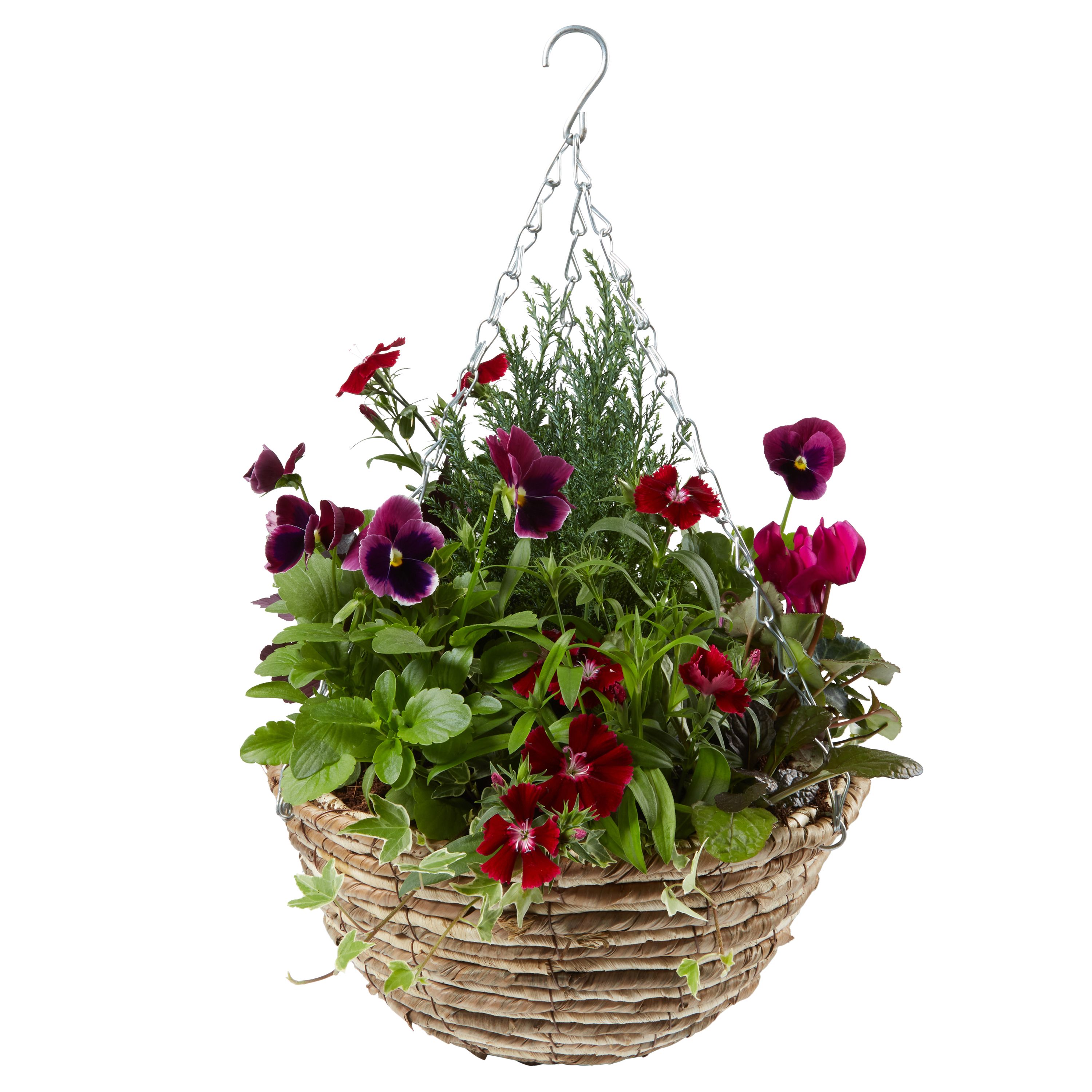 Verve Purple Spring Assorted plant Planted hanging basket