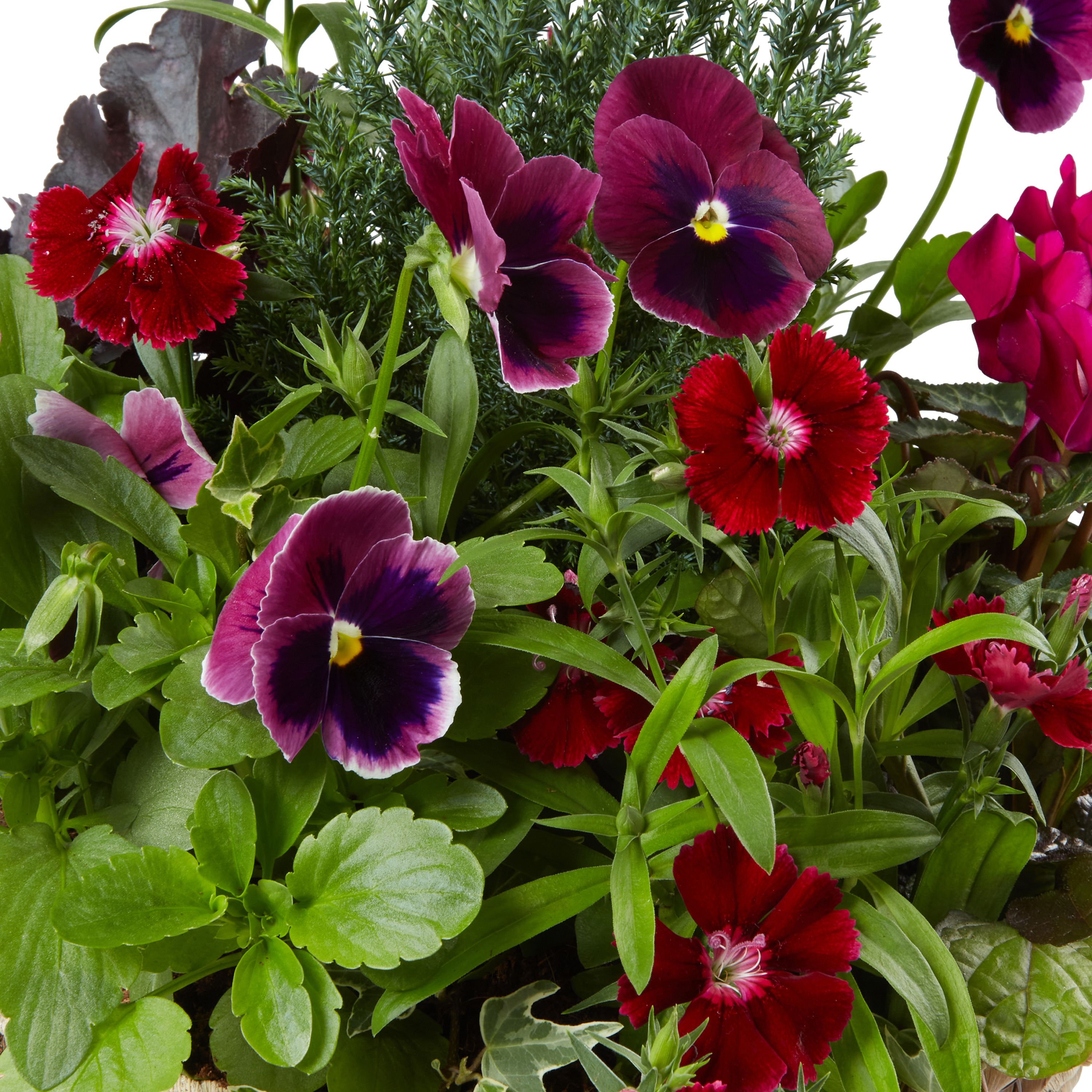 Verve Purple Spring Assorted plant Planted hanging basket