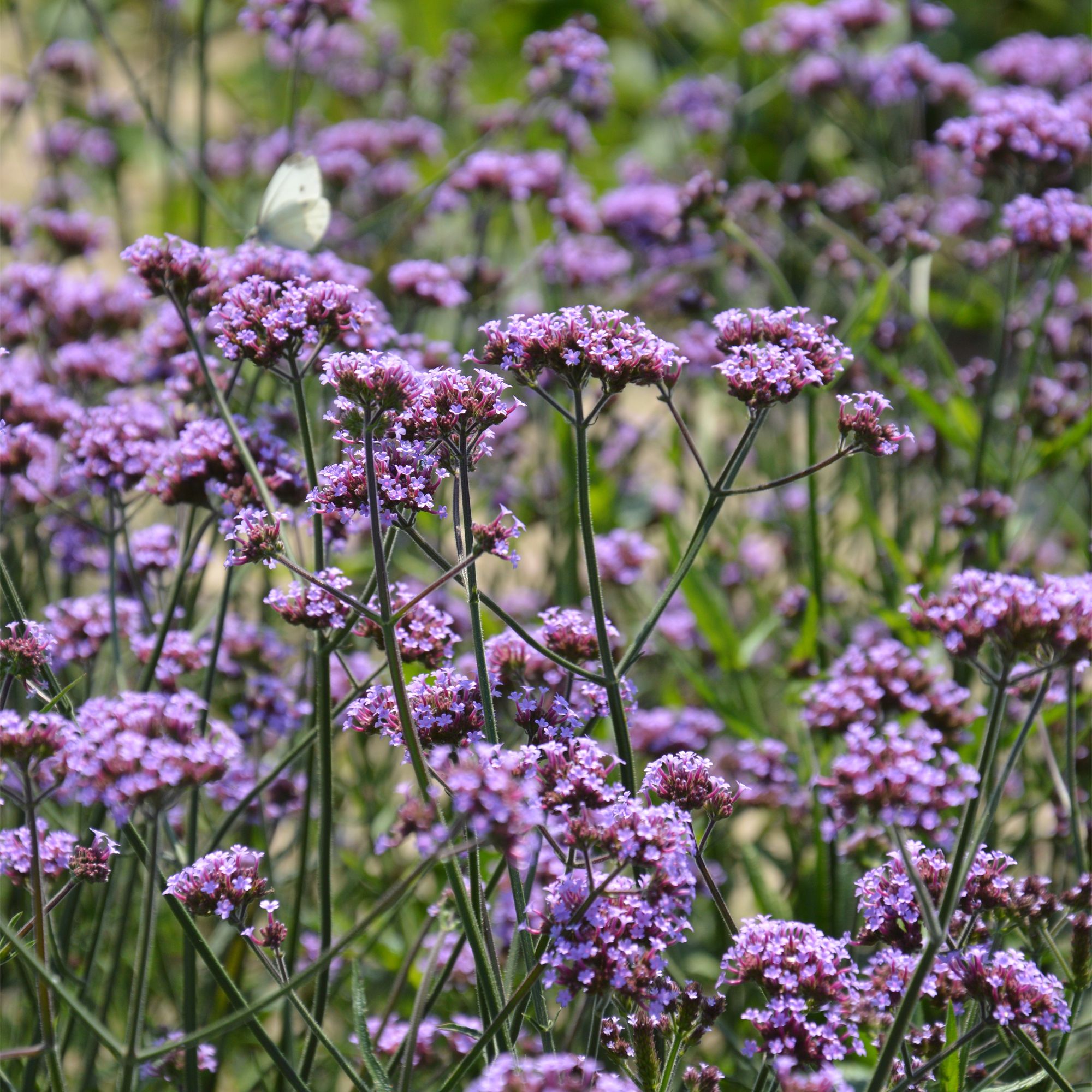 Verve Purple Verbena Seeds