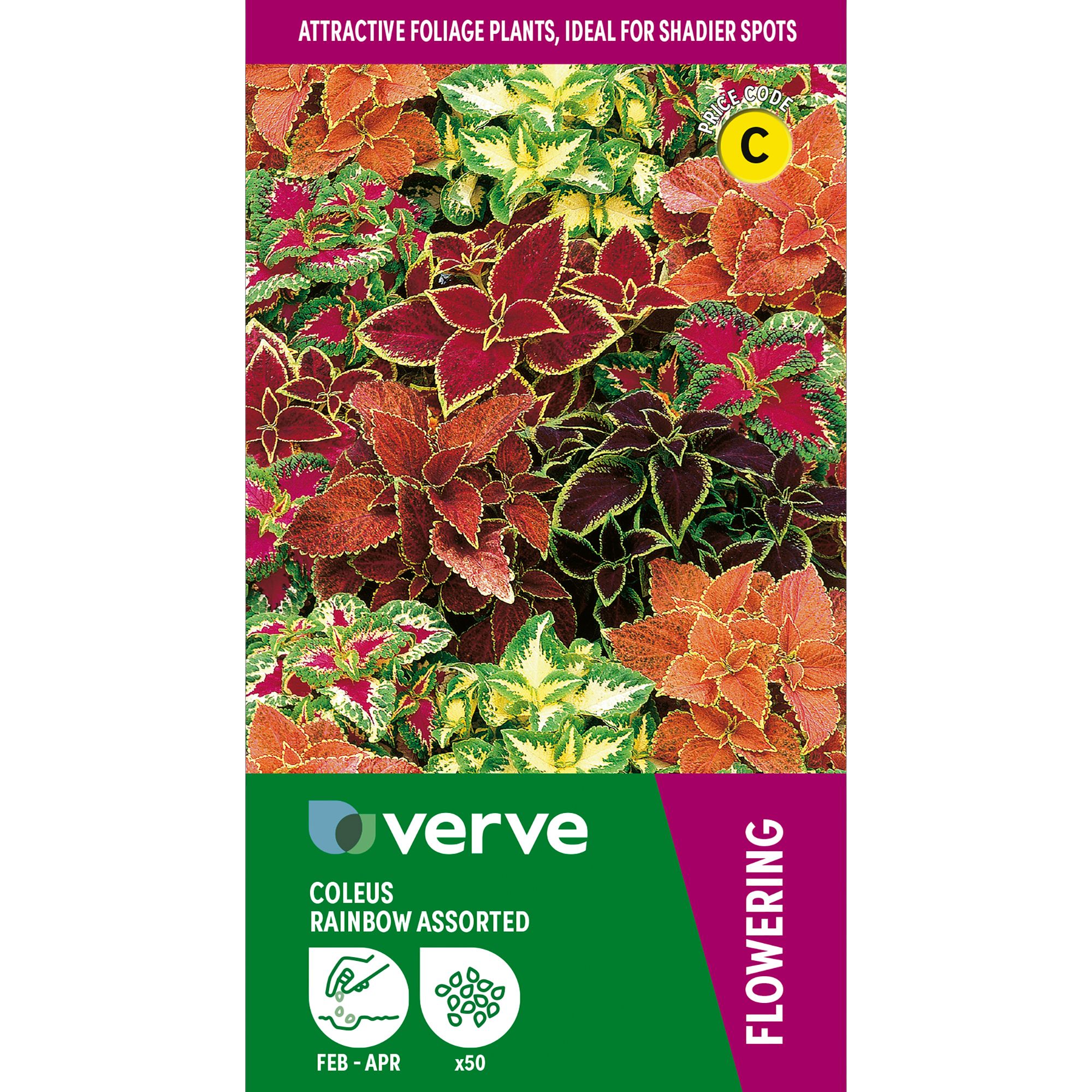VERVE RAINBOW ASSORTED COLEUS SEEDS