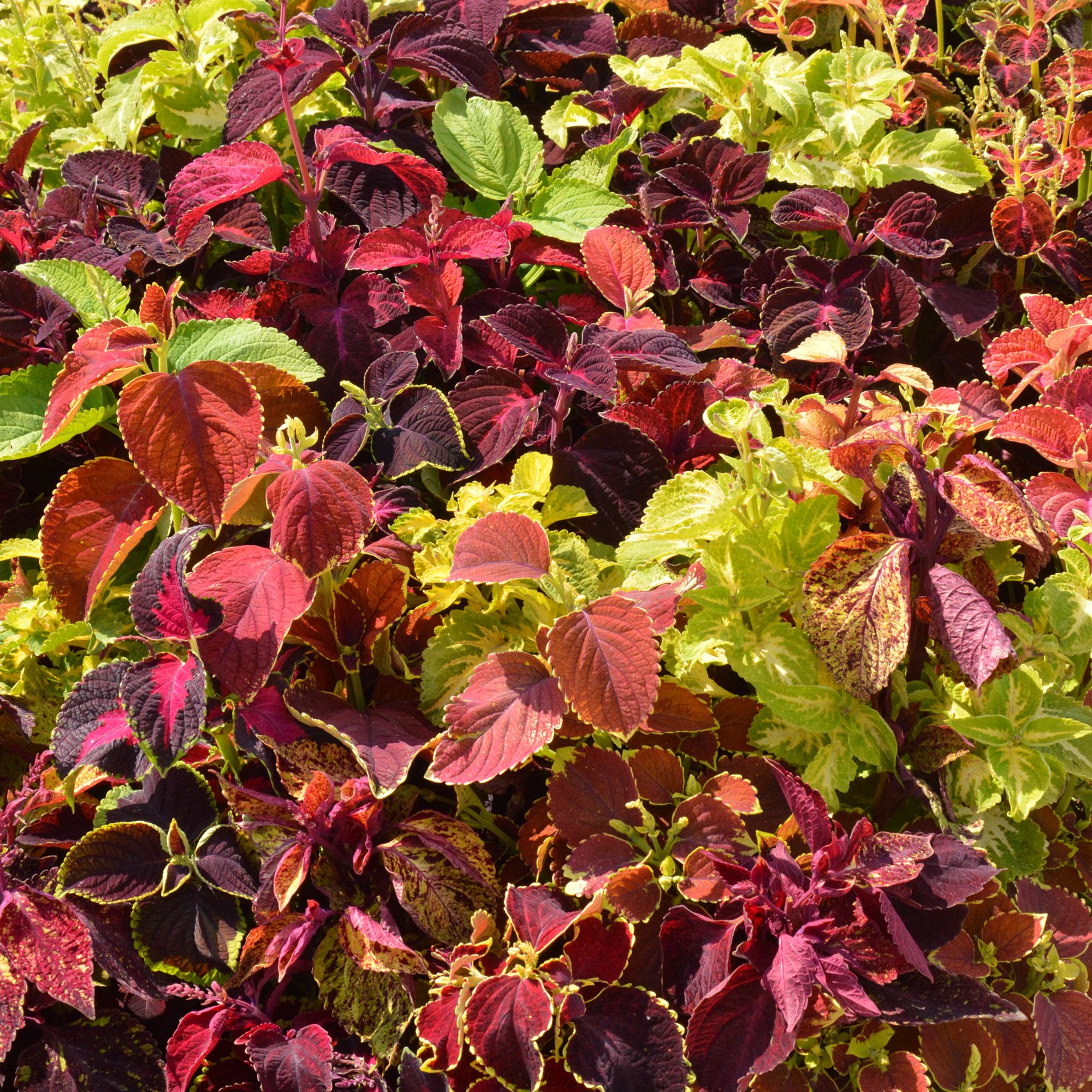 Verve Rainbow assorted Coleus Seeds