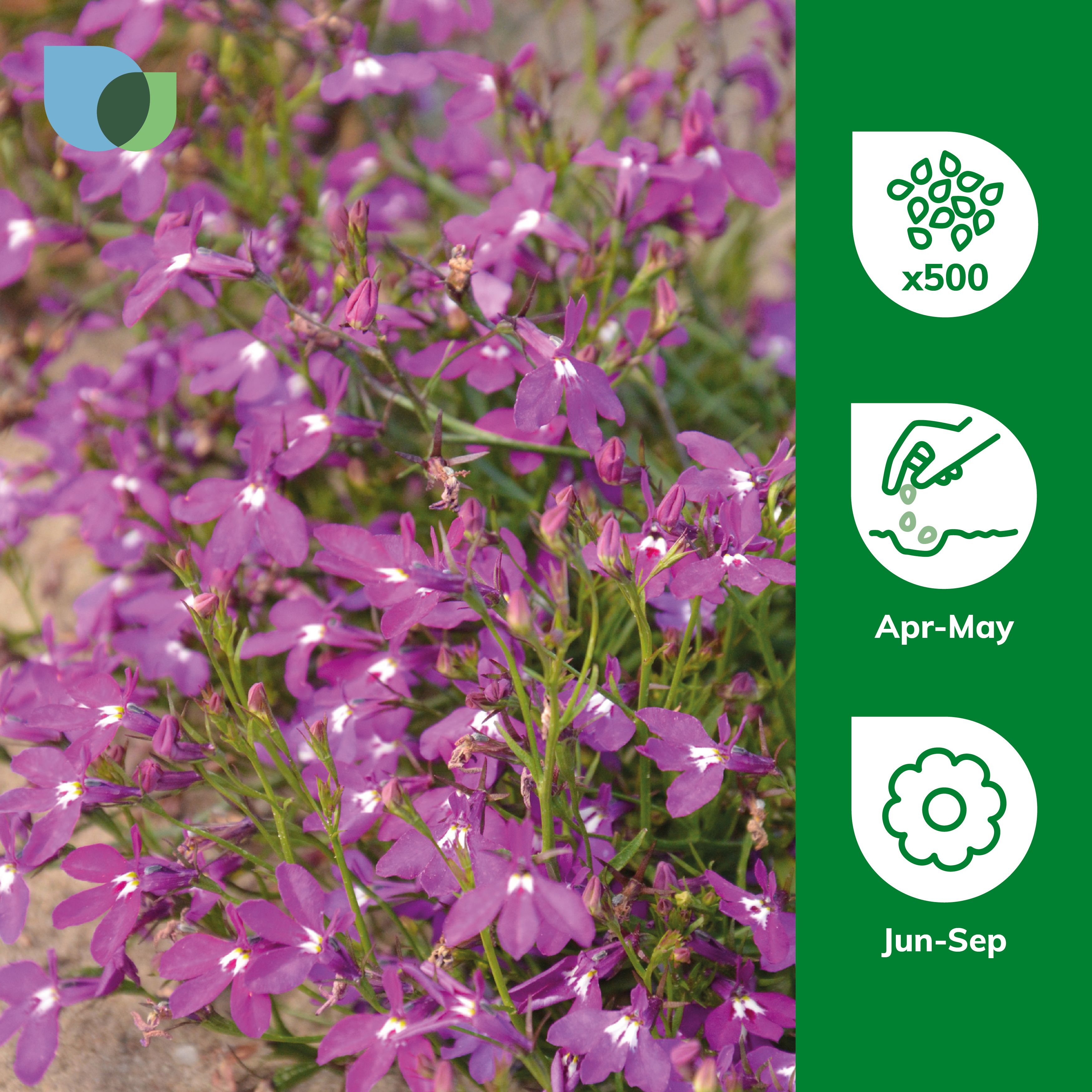 Verve Red Cascade Lobelia Seeds
