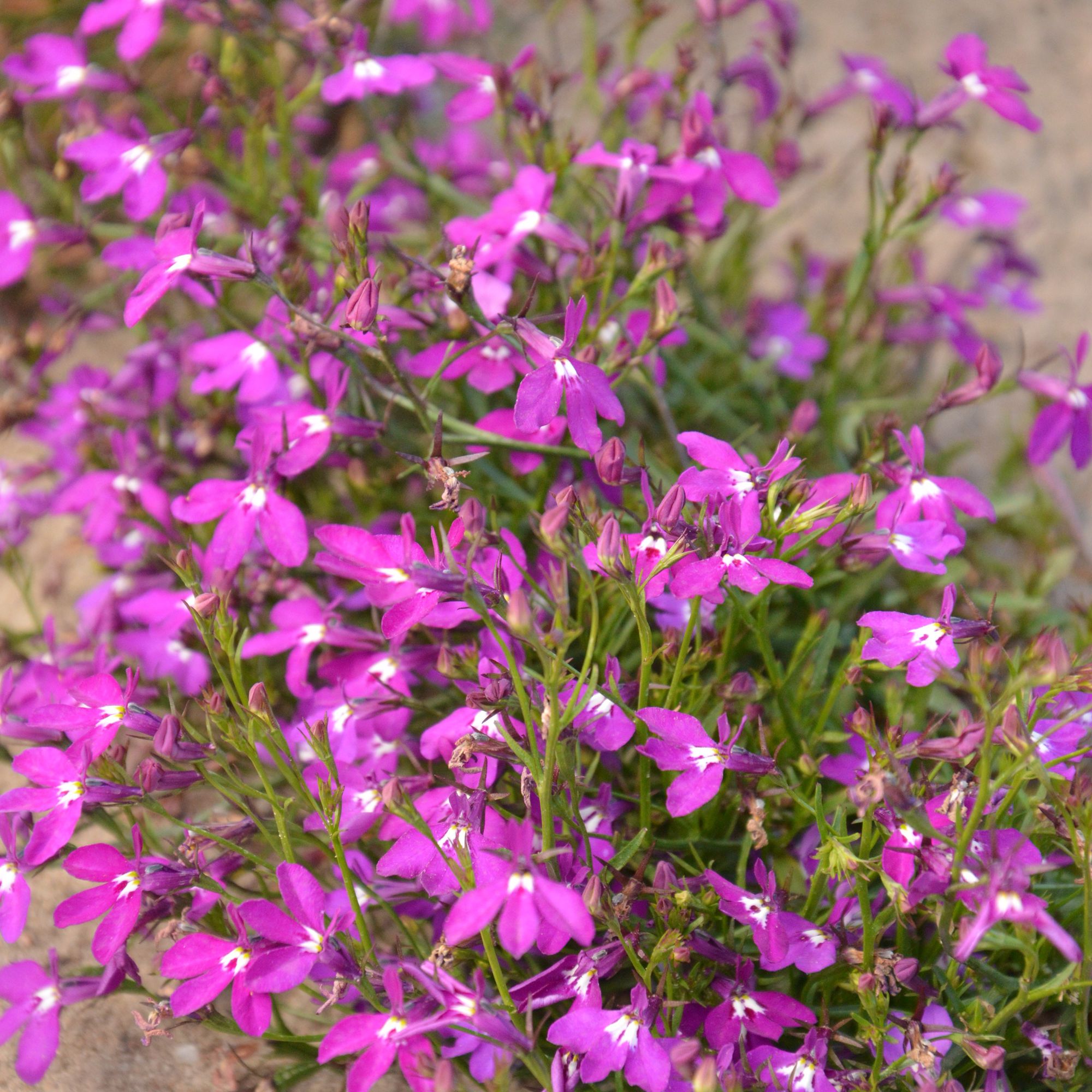 Verve Red Cascade Lobelia Seeds