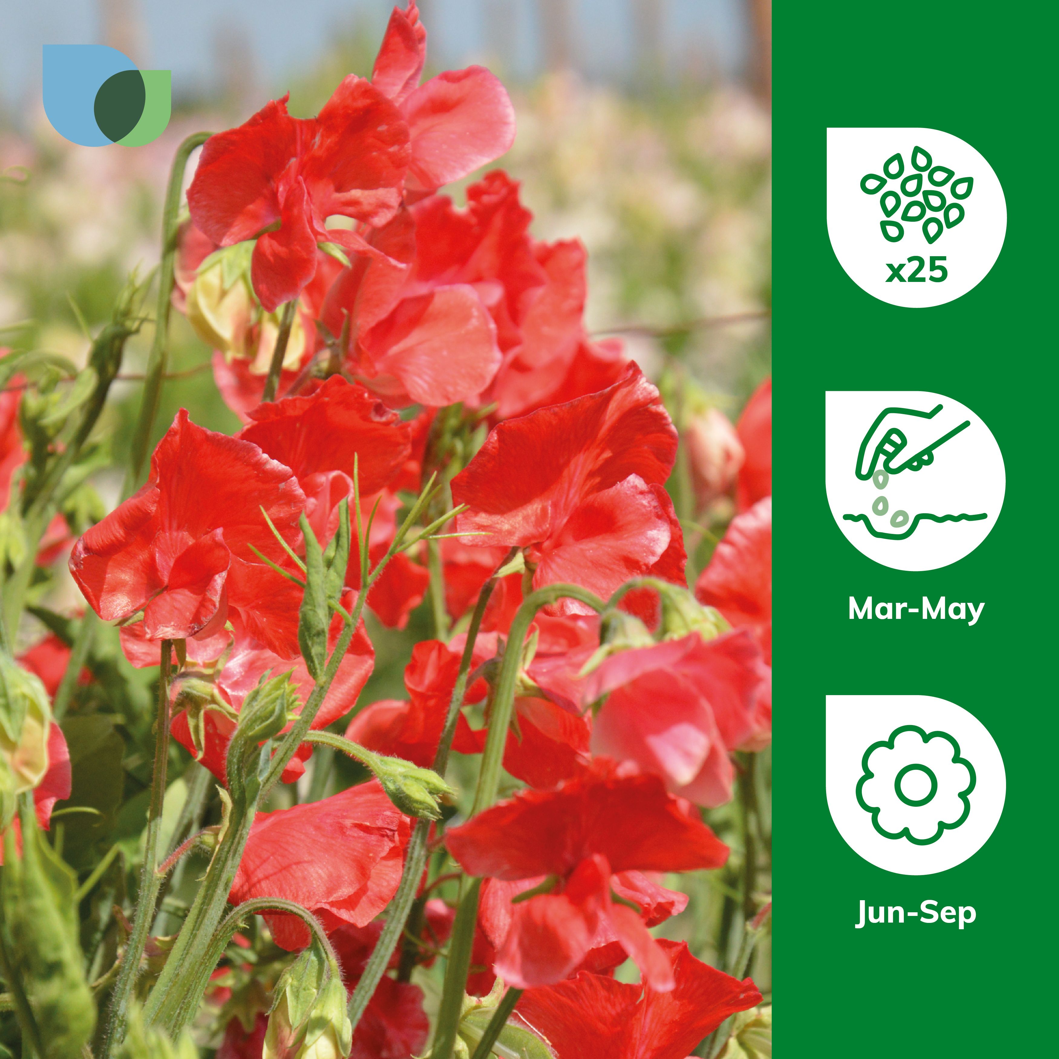 Verve Red Sweet Pea Flower Seeds