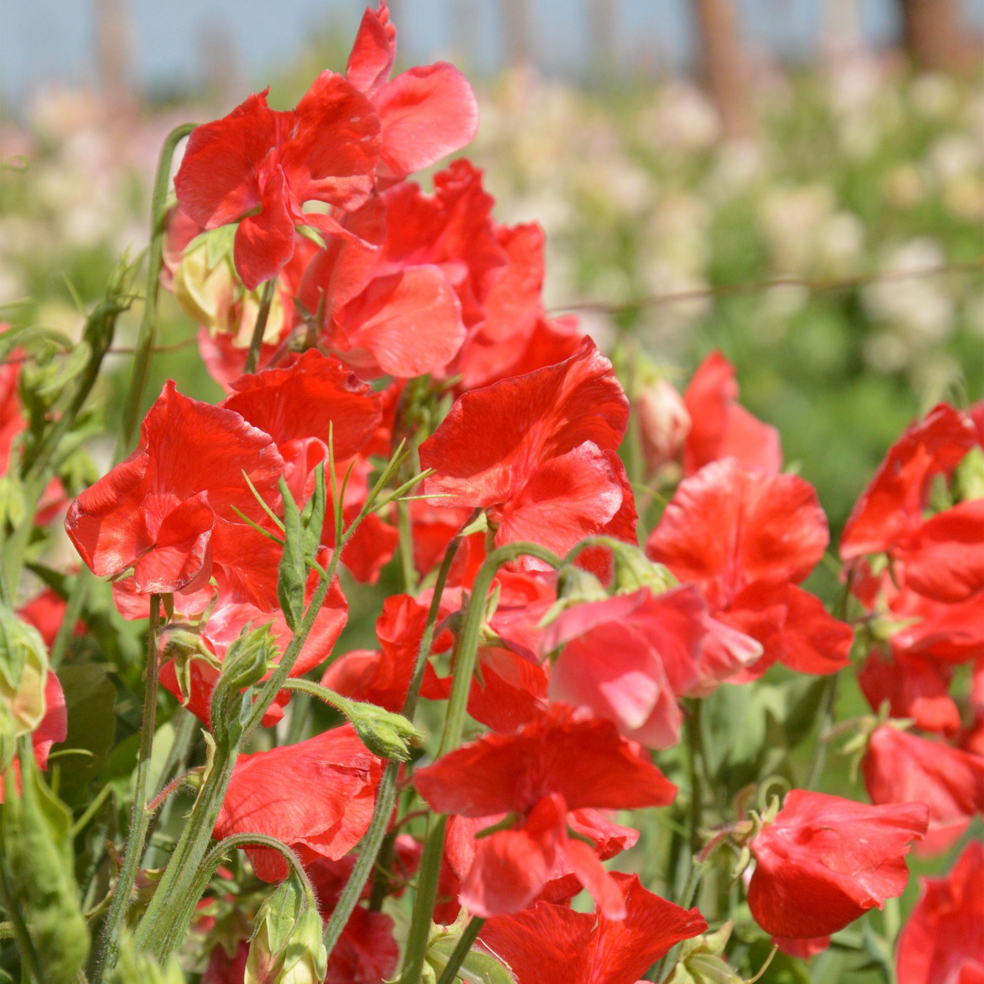 Verve Red Sweet Pea Flower Seeds