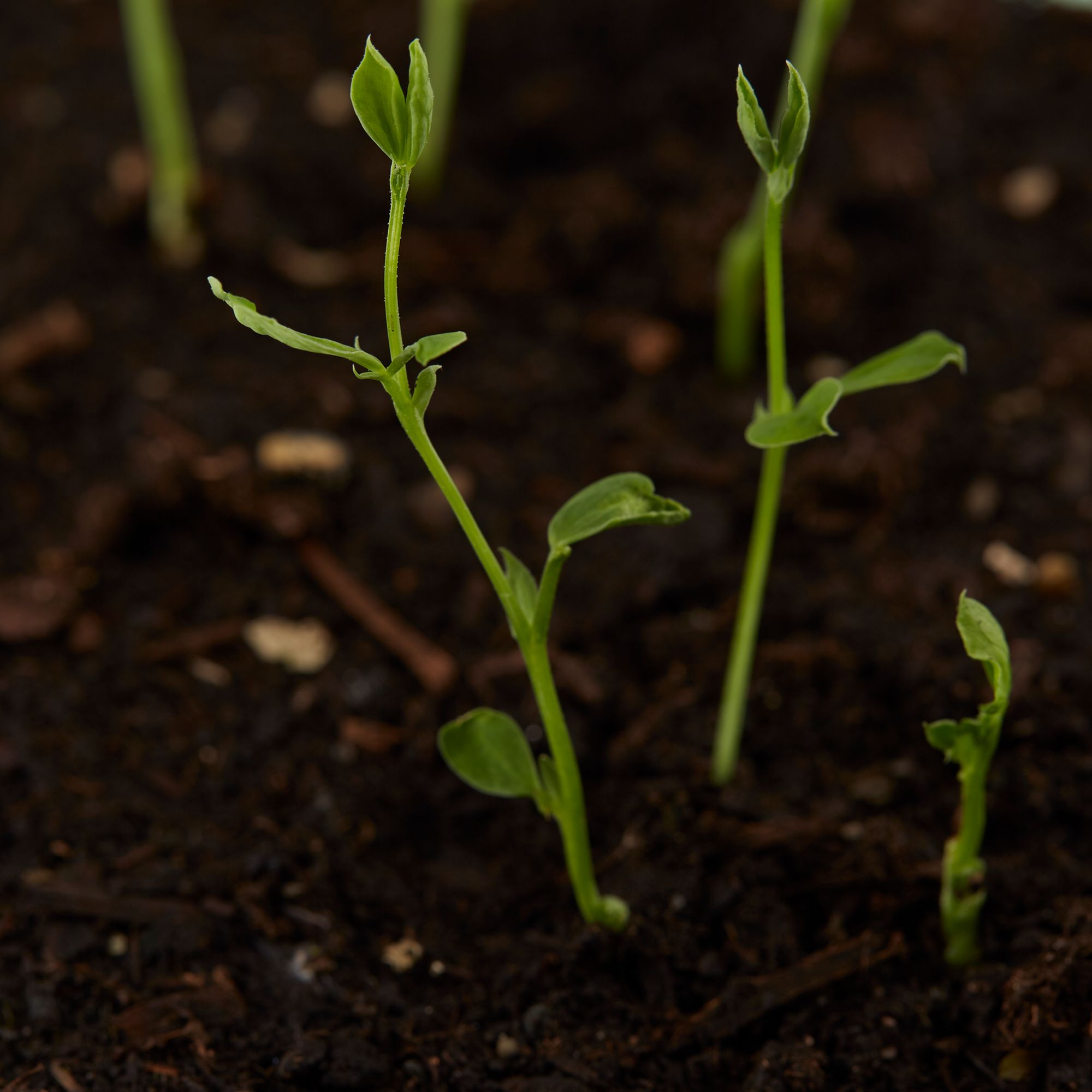 Verve Red Sweet Pea Flower Seeds