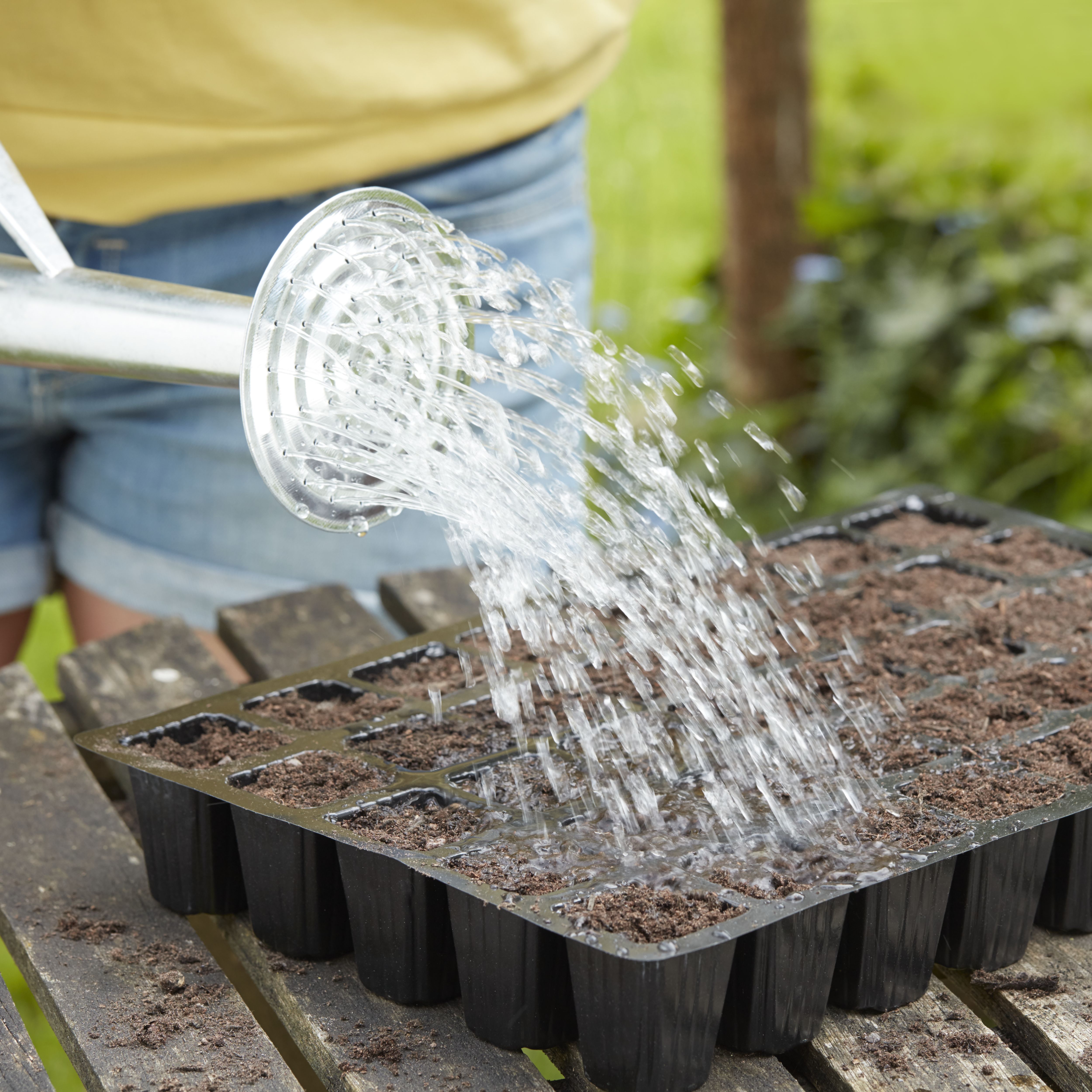 Verve Red toga spring onion Vegetable Seeds