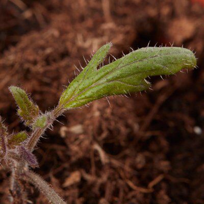 Verve Red Trailing Tomato | DIY at B&Q