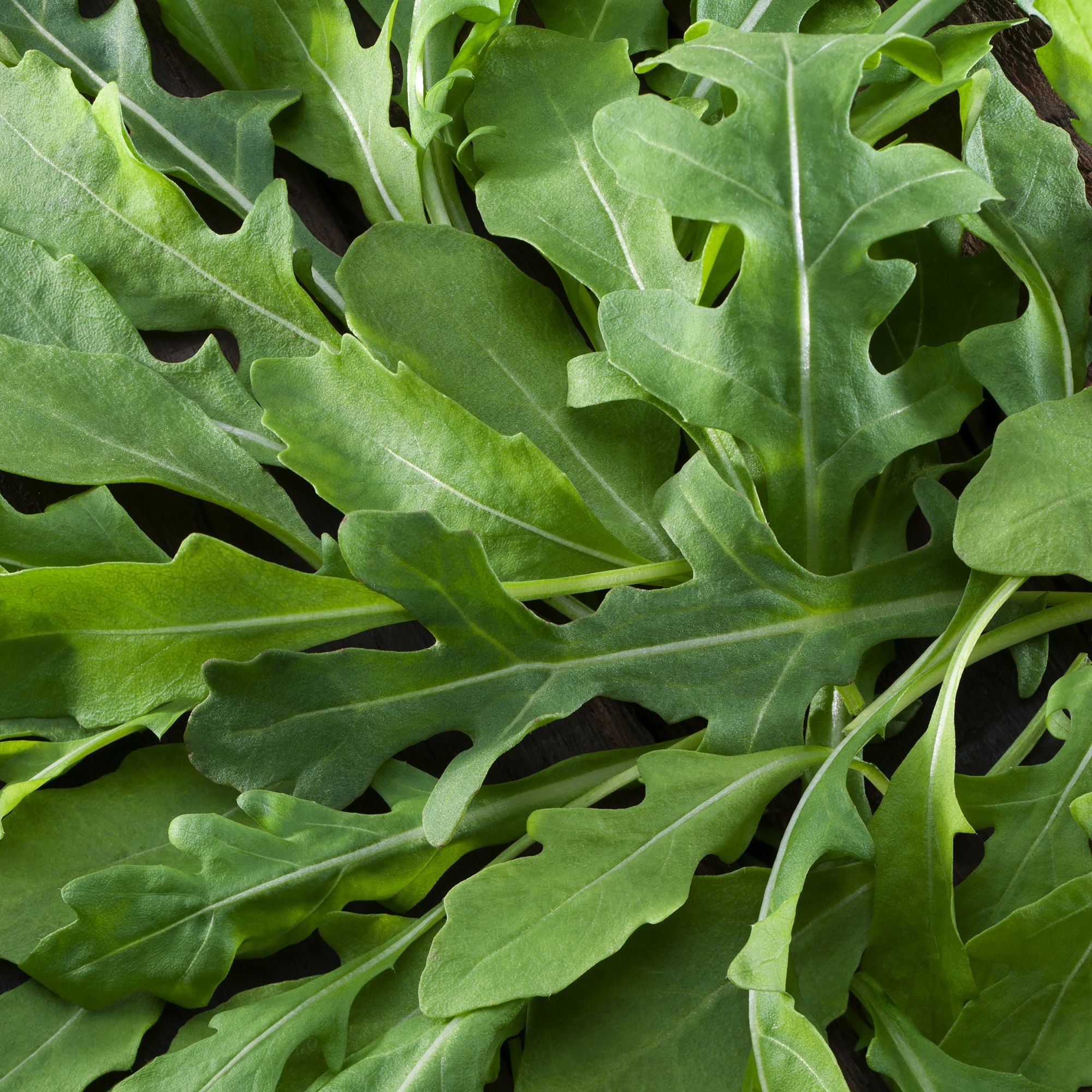 Verve Rocket pronto Vegetable Seeds