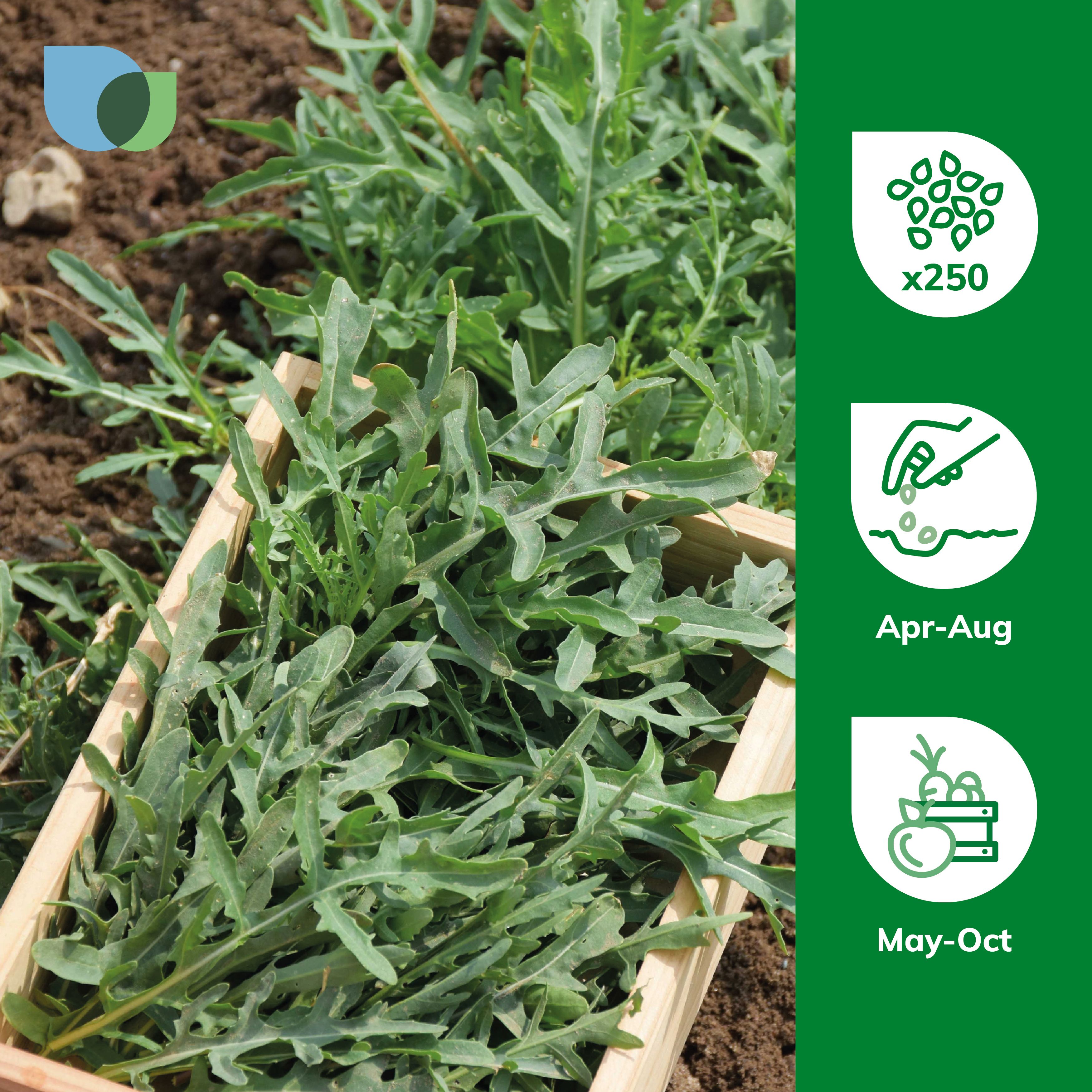 Verve Rocket 'Pronto' Vegetable Seeds