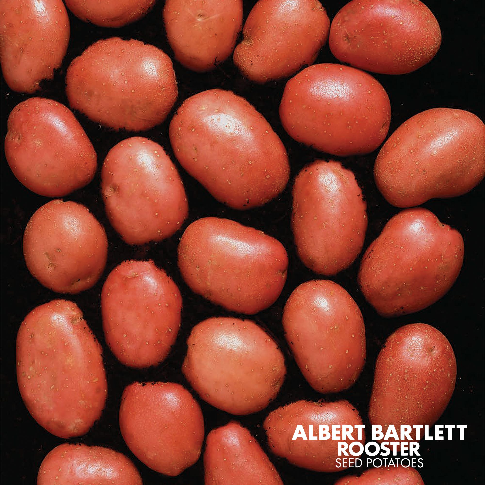 Verve Rooster Seed Potatoes