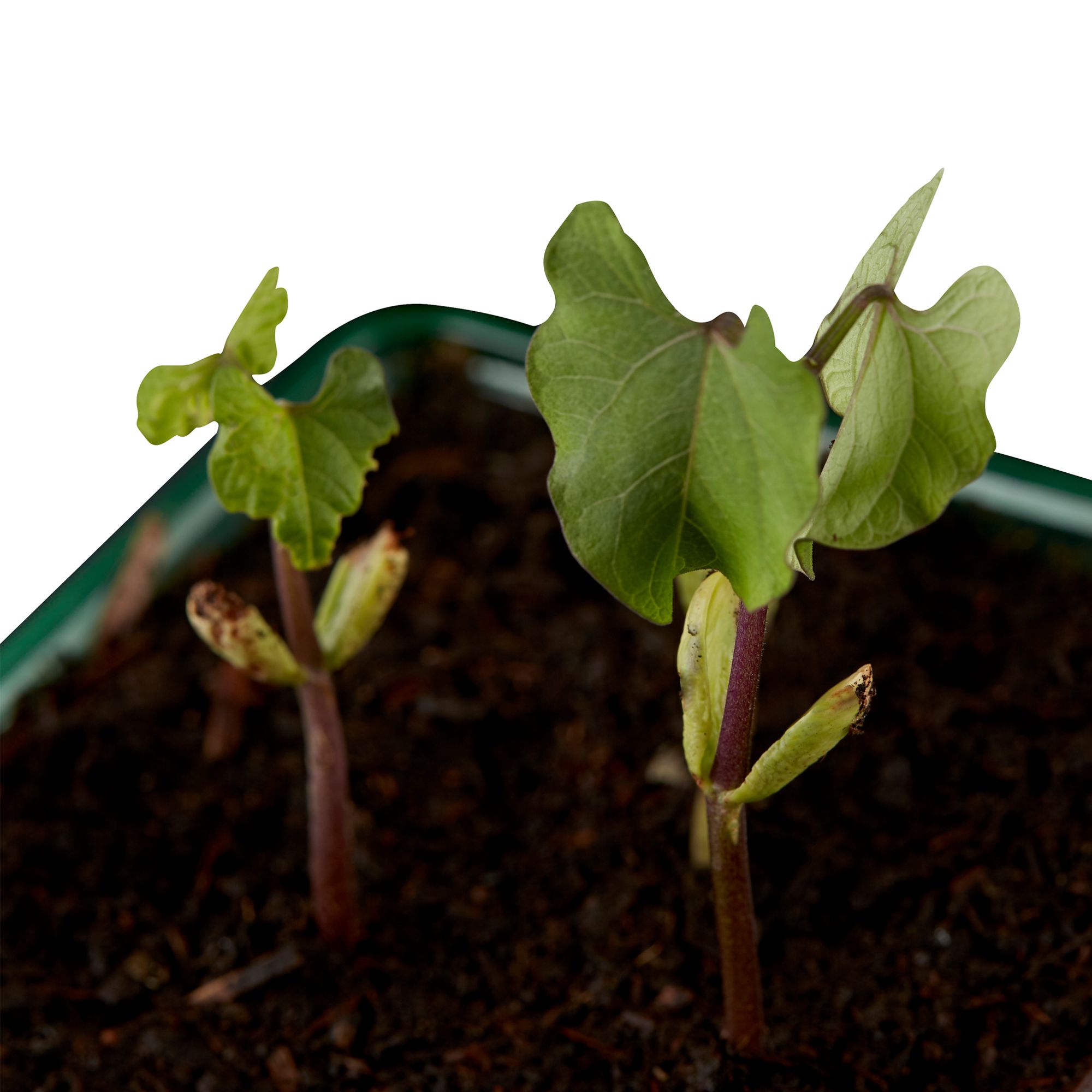 Verve Runner bean 'Prizewinner' Vegetable Seeds