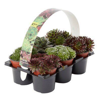 Verve Sempervivum Plant