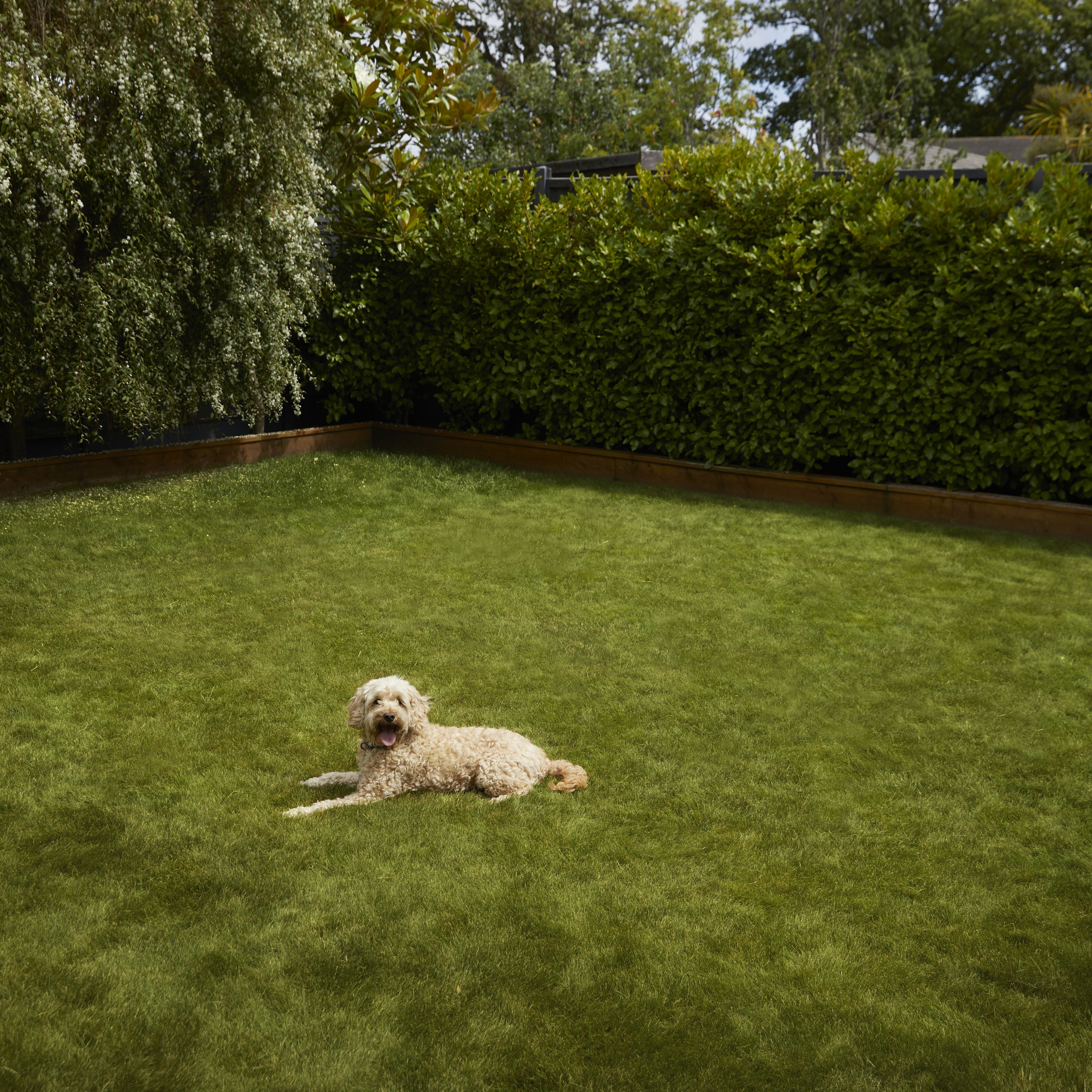 Grass seed b&q store
