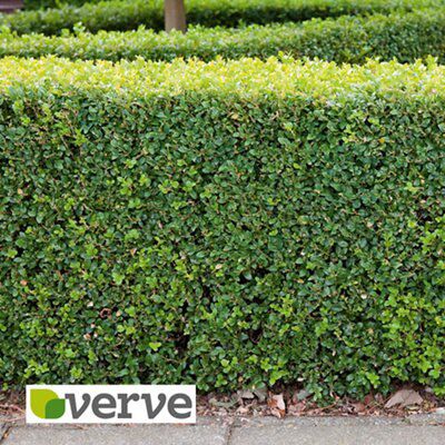 Verve Shrub