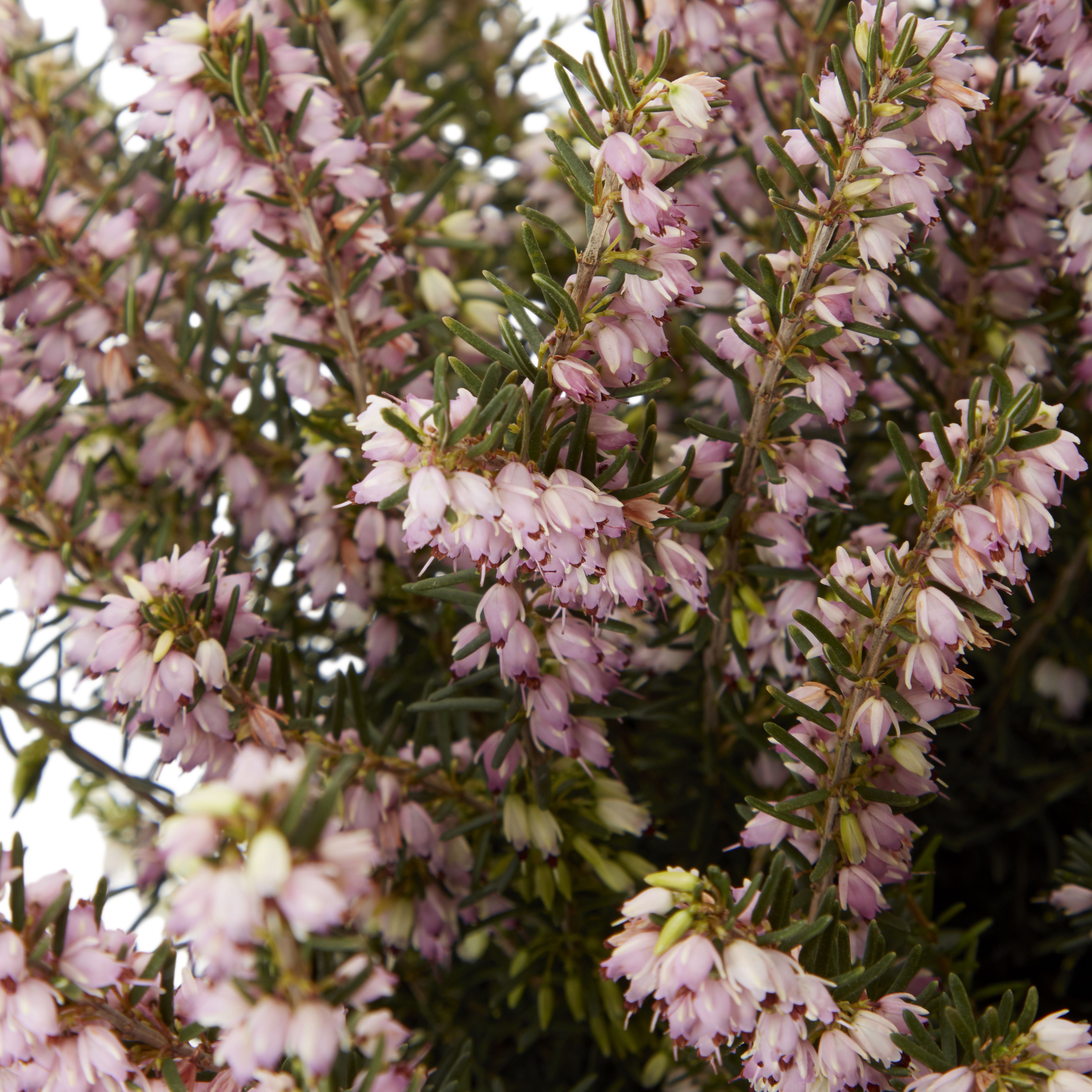 Verve Shrub