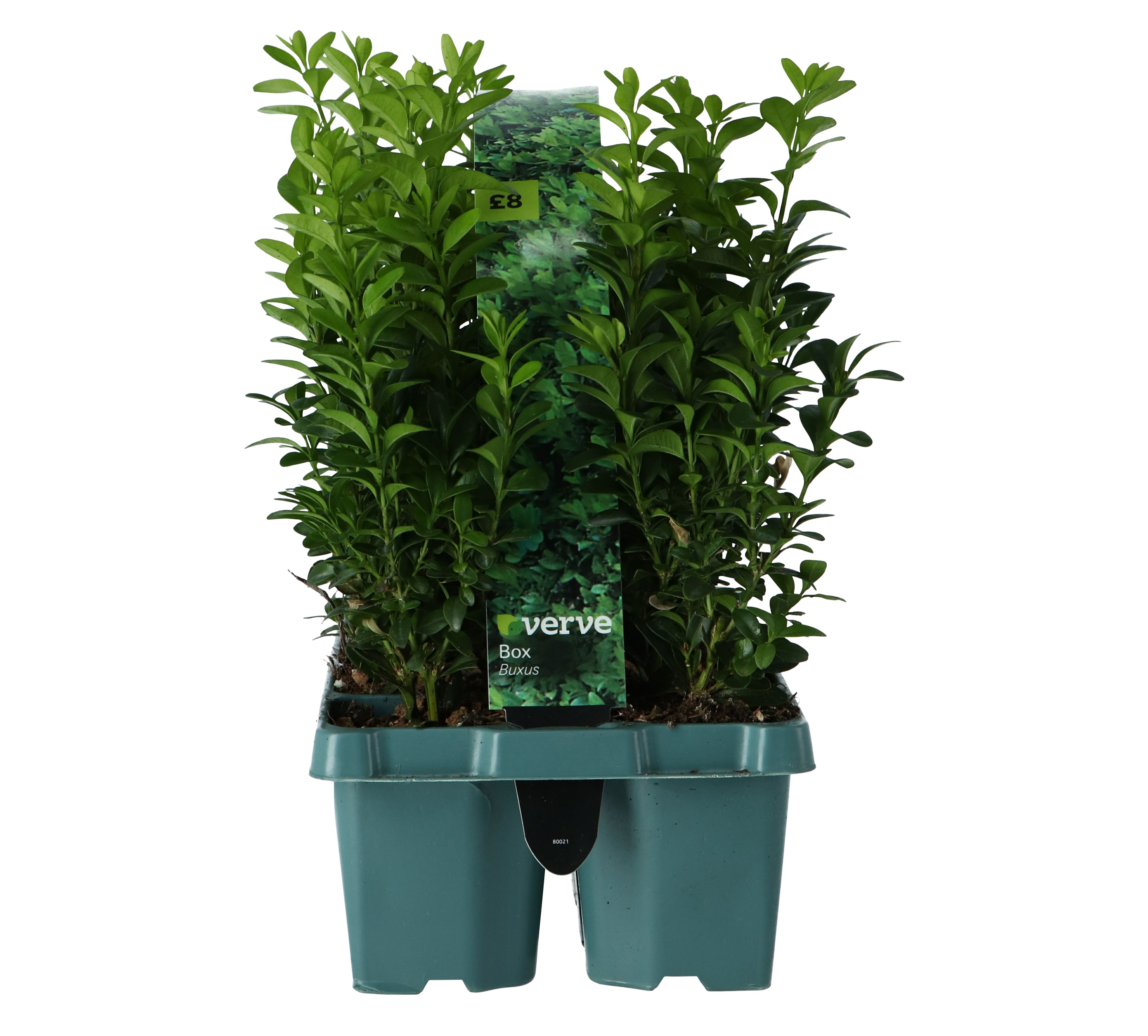 Verve Shrub