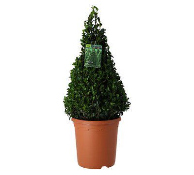 Verve Shrub