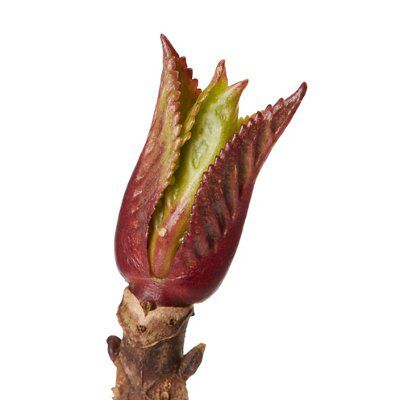 Verve Shrub