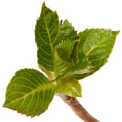 Verve Shrub
