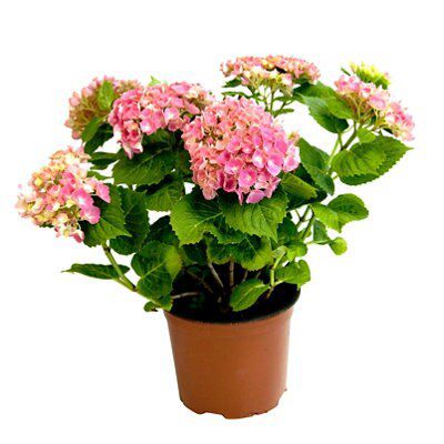 Verve Shrub
