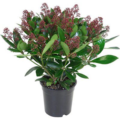 Verve Shrub