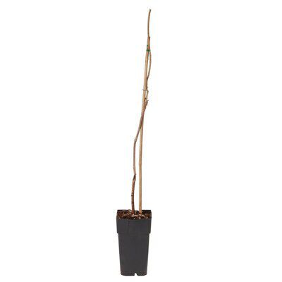 Verve Shrub