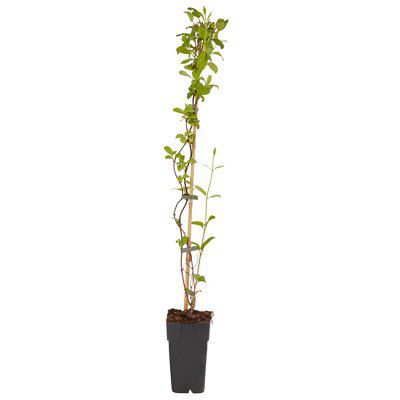 Verve Shrub