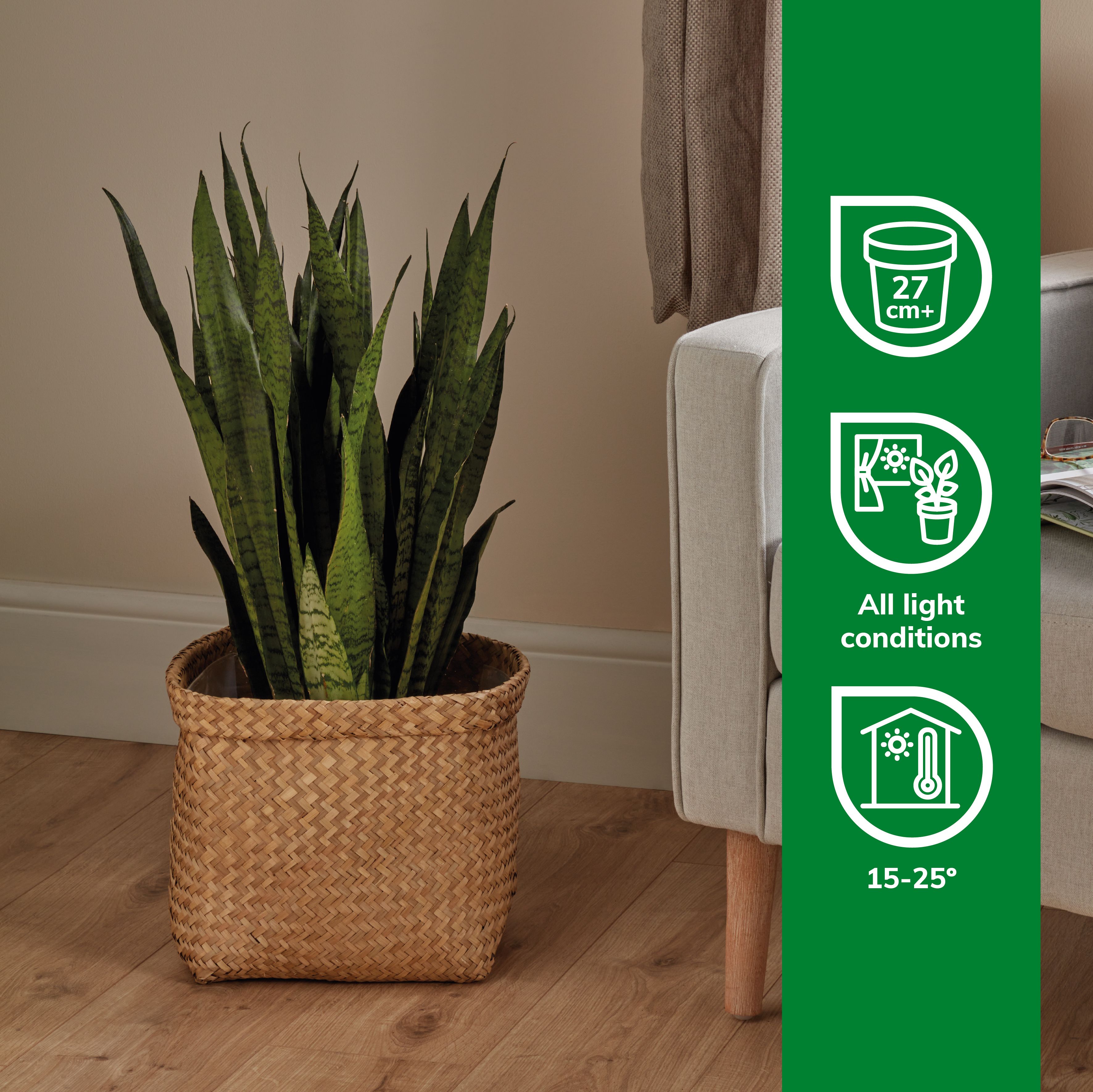 Verve Snake plant in Plastic Grow pot 25cm