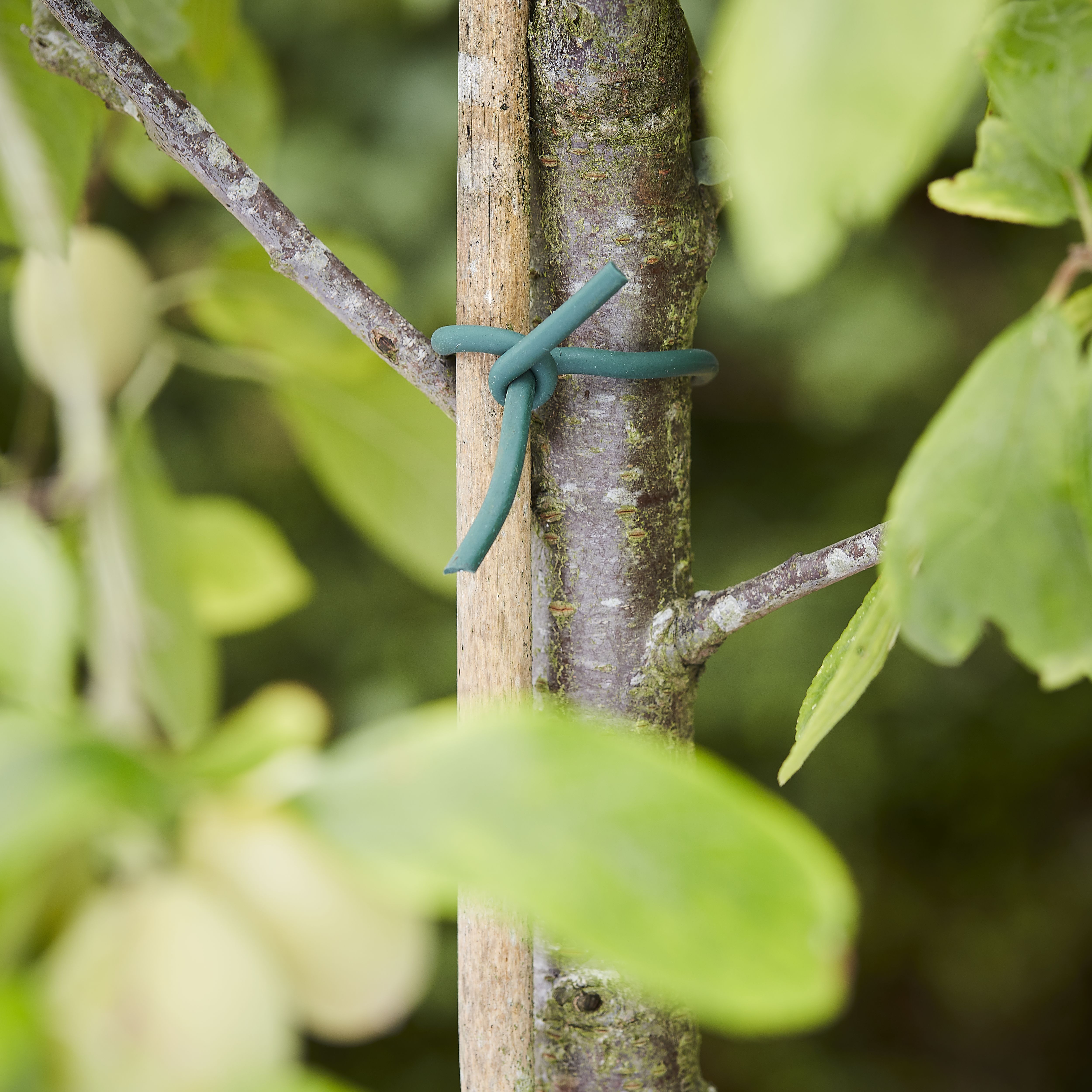 Verve Soft Twist Green Plastic & steel Plant tie (L)5m