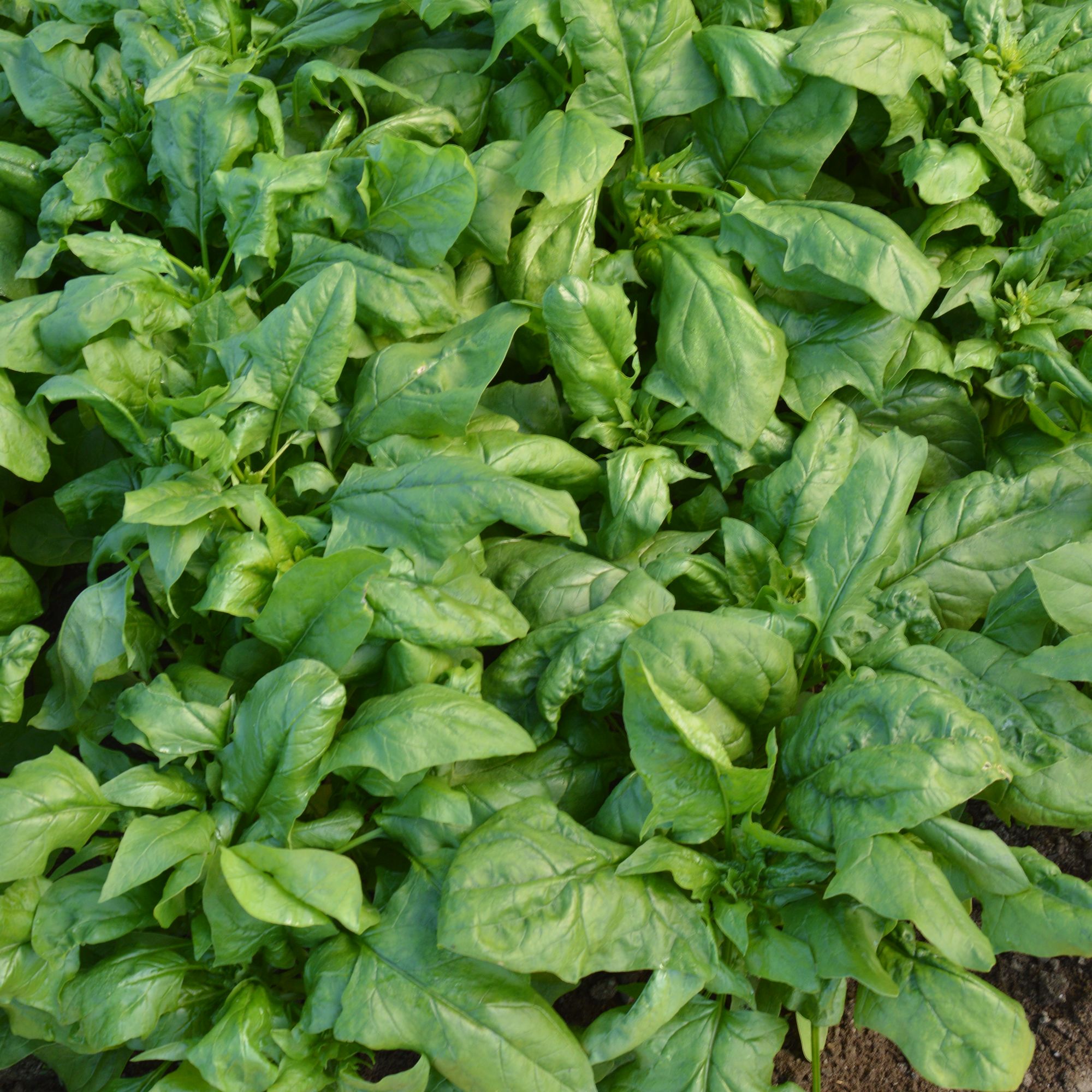 Verve Spinach 'Matador' Vegetable Seeds