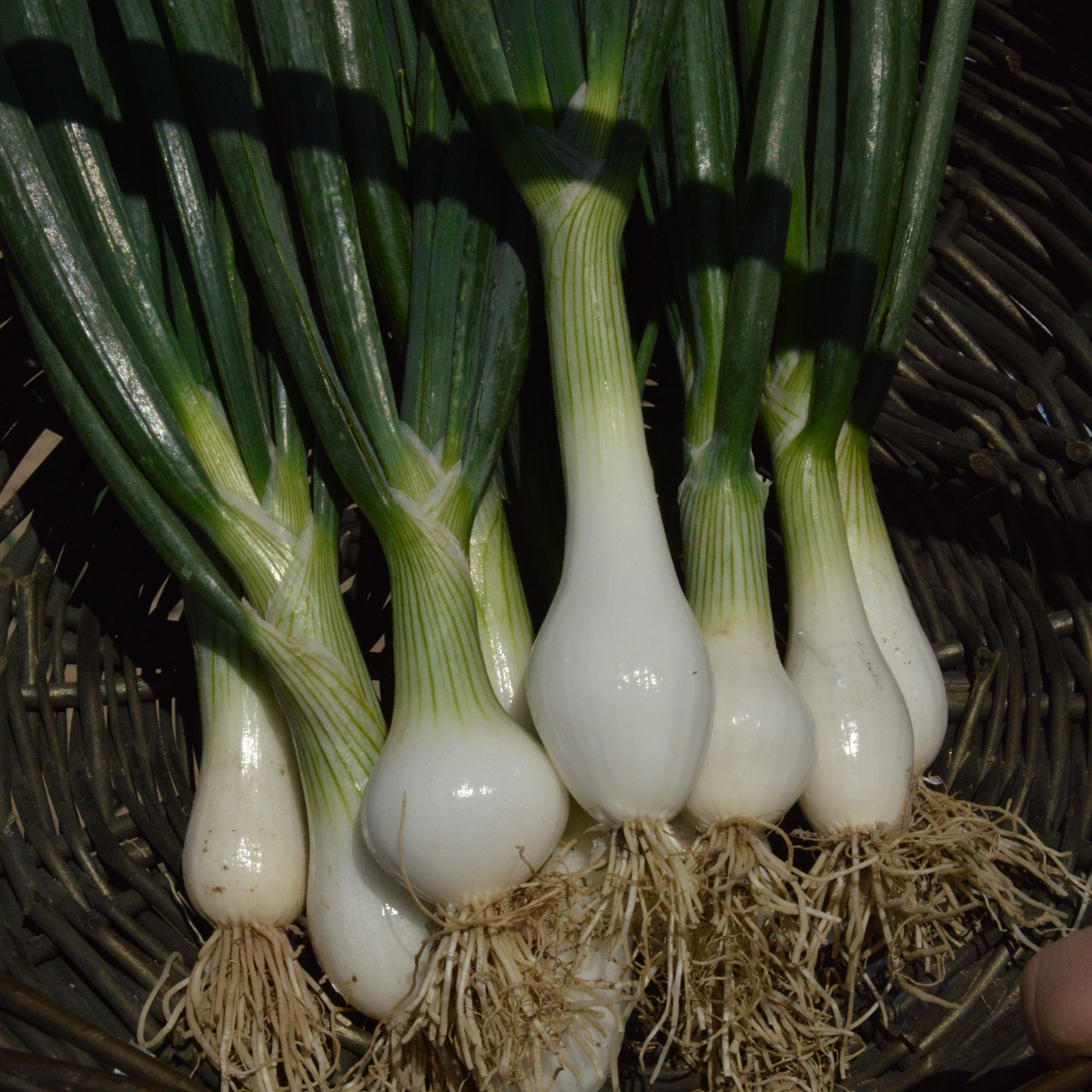 Verve Spring onion 'Blanca de lisboa white' Vegetable Seeds