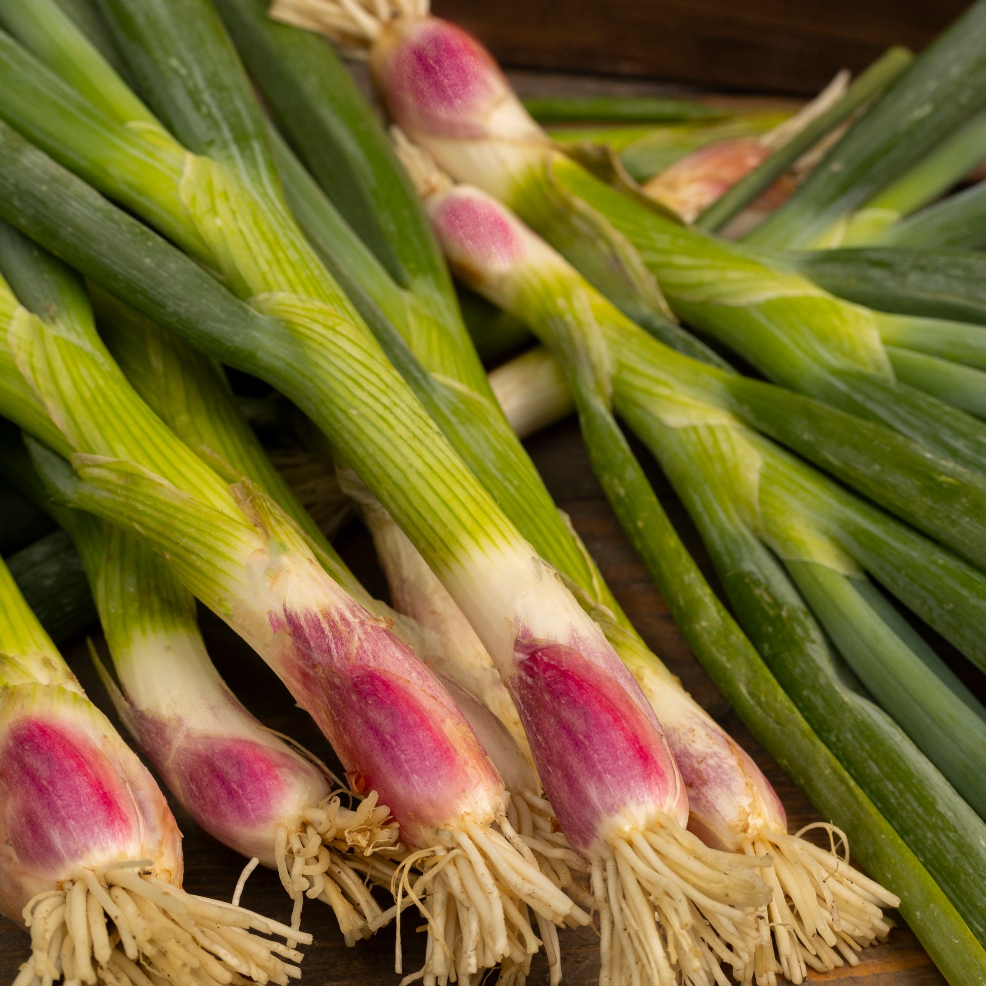 Verve Spring onion Seed tape 6m