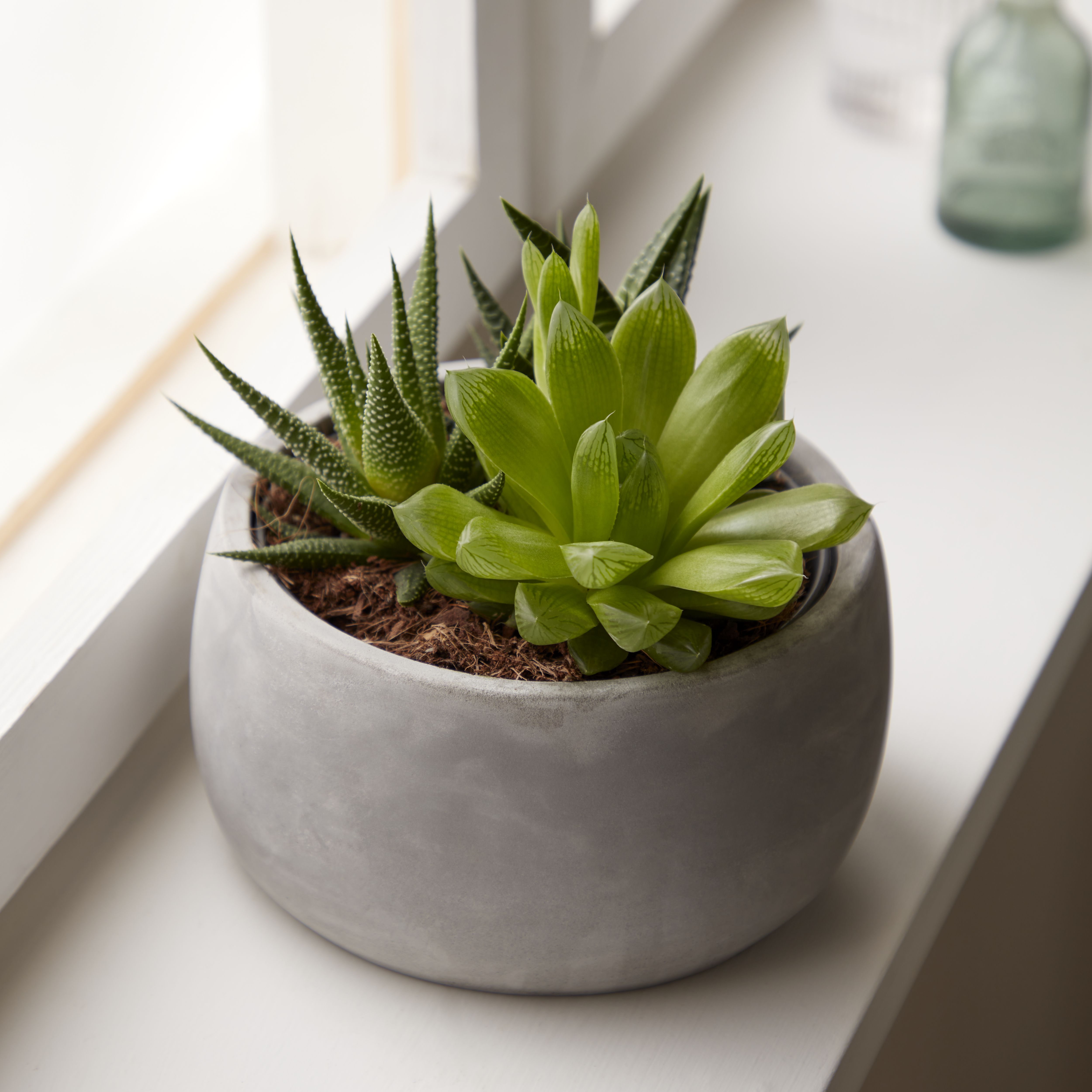 Ceramic succulent pots store