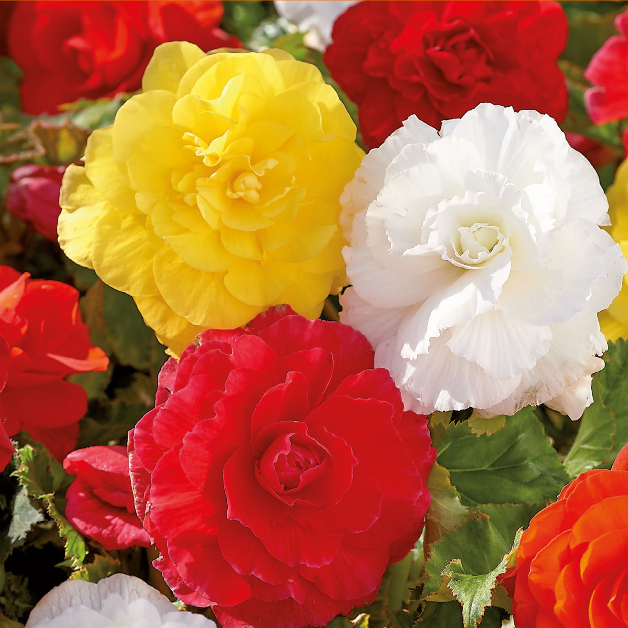 Verve Summer flowering bulb Begonia Mix 8 Flower bulbs