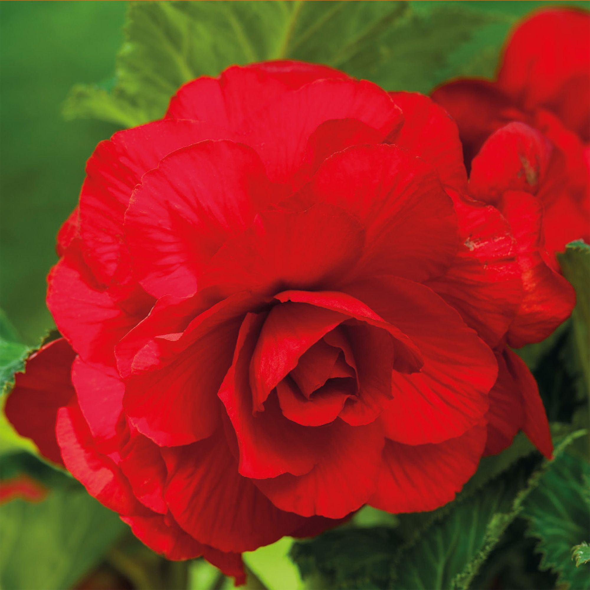 Verve Summer flowering bulb Begonia Red 3 Flower bulbs