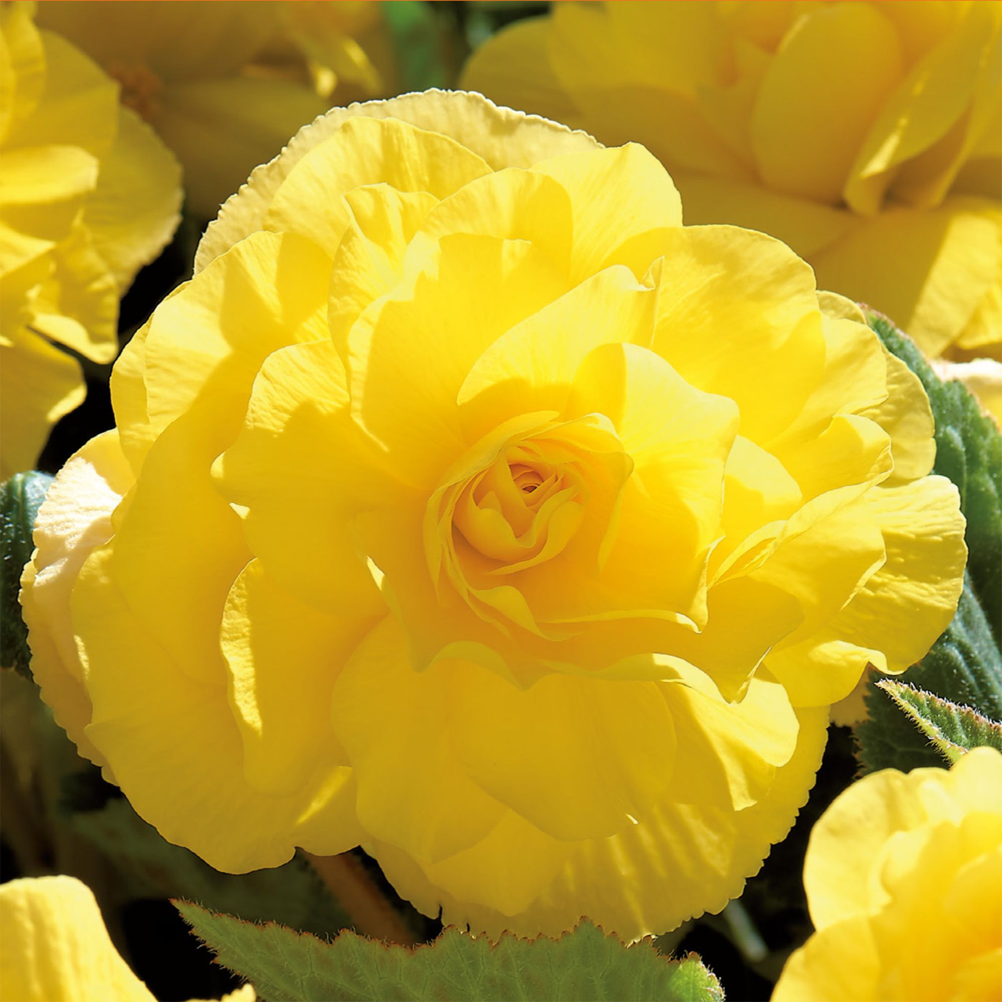 Verve Summer flowering bulb Begonia Yellow 3 Flower bulbs